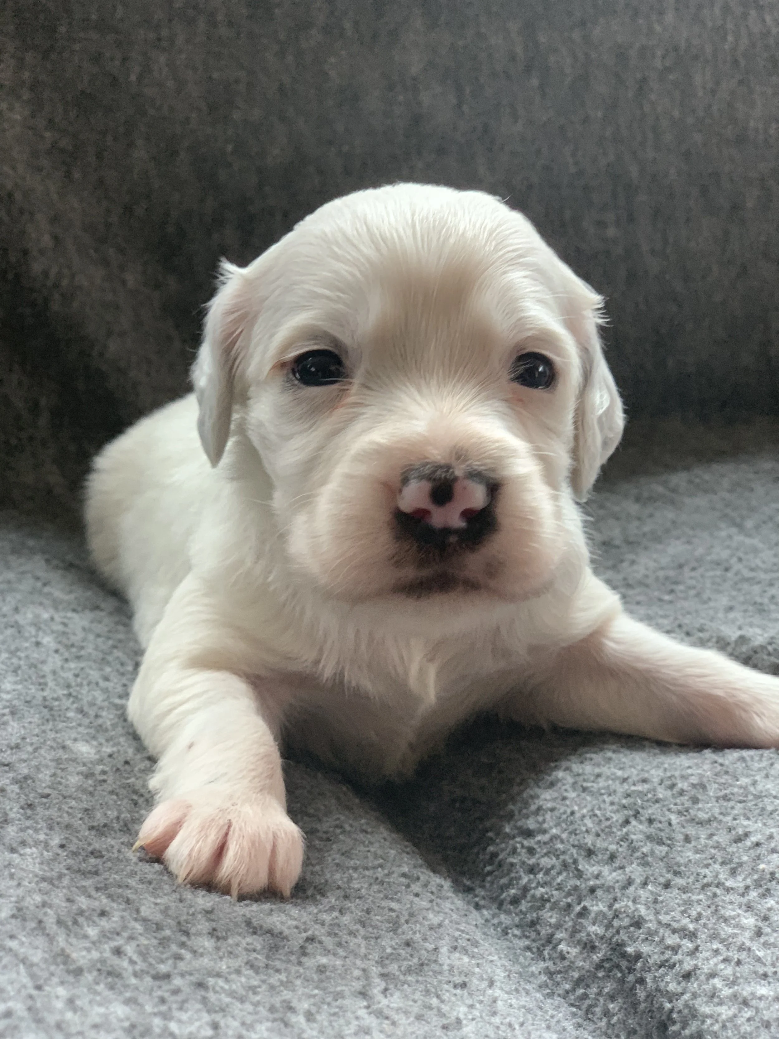 Available Puppies — King Llewellin Setters