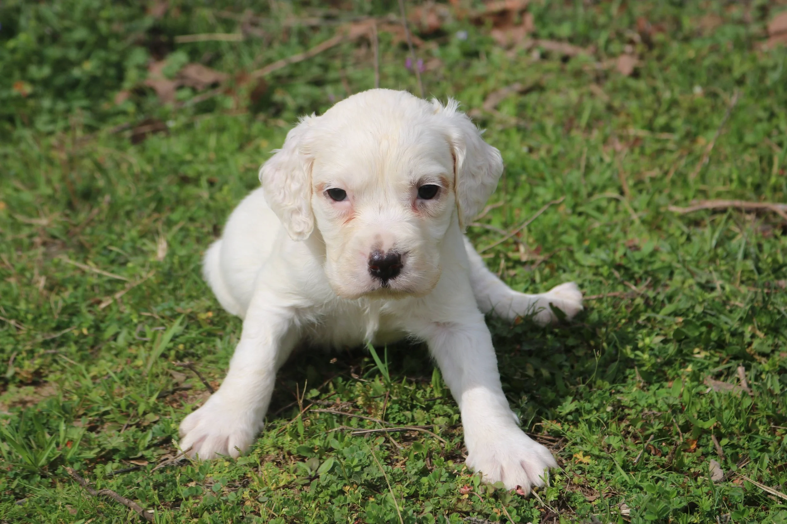 Available Puppies — King Llewellin Setters