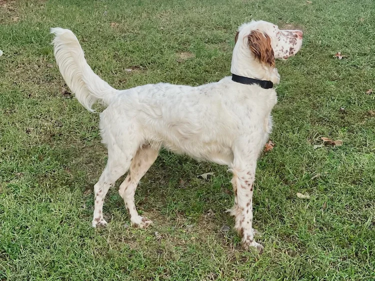 Chestnut — King Llewellin Setters