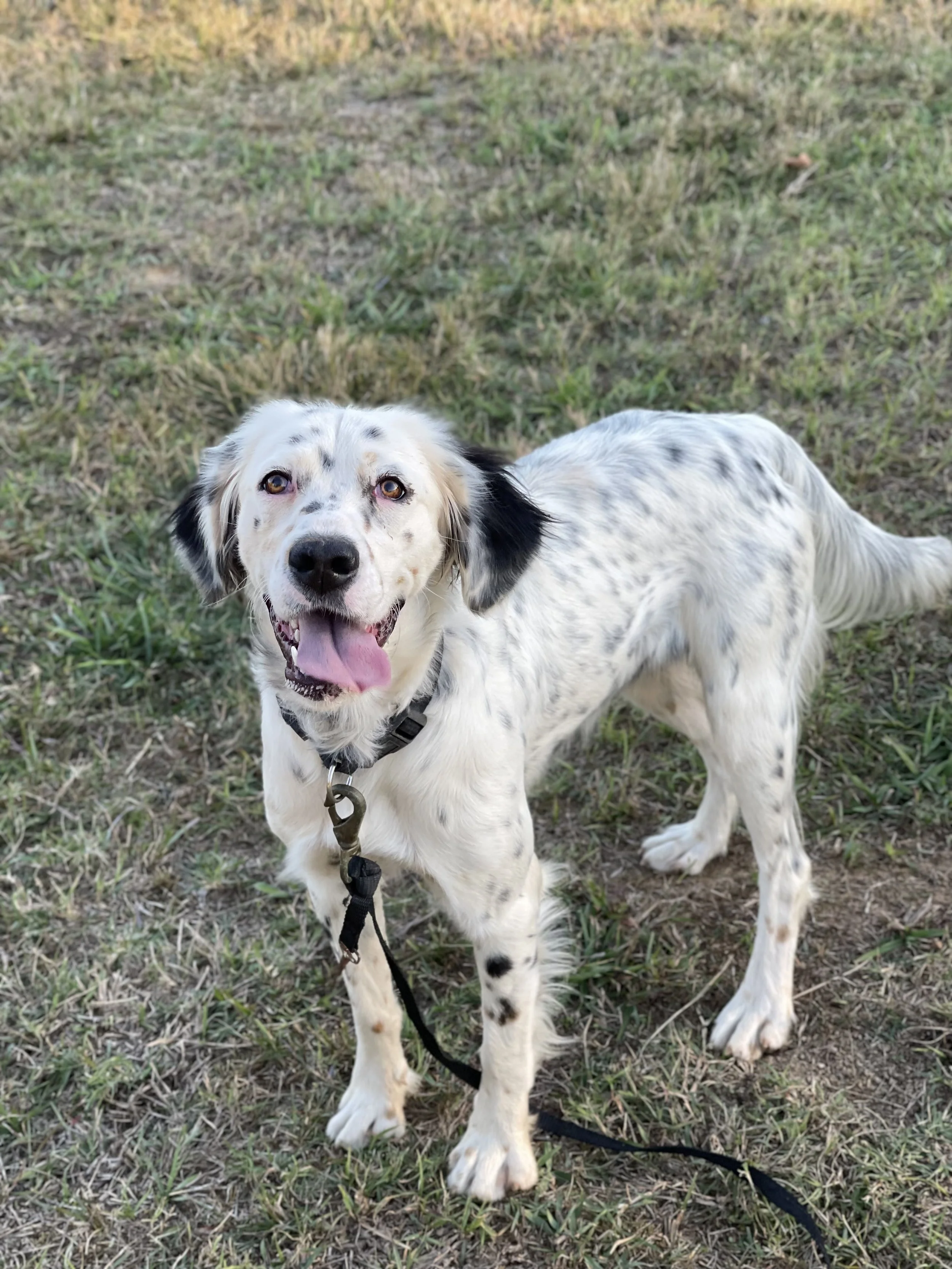 Available Puppies — King Llewellin Setters