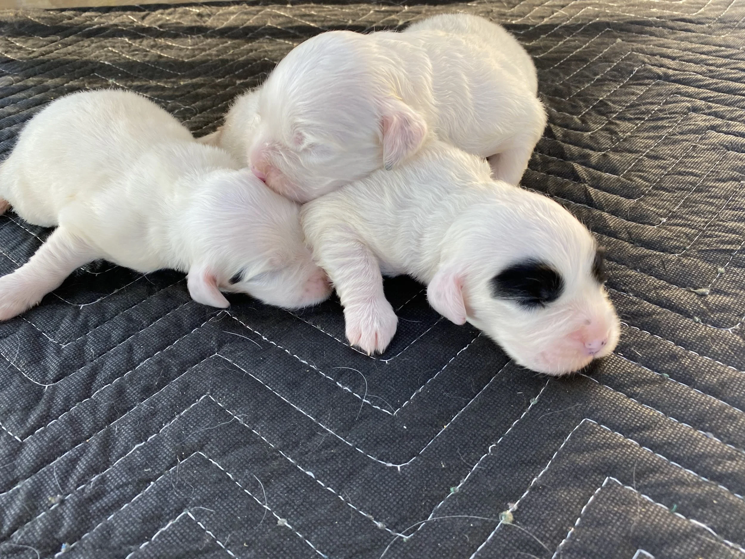 Available Puppies — King Llewellin Setters