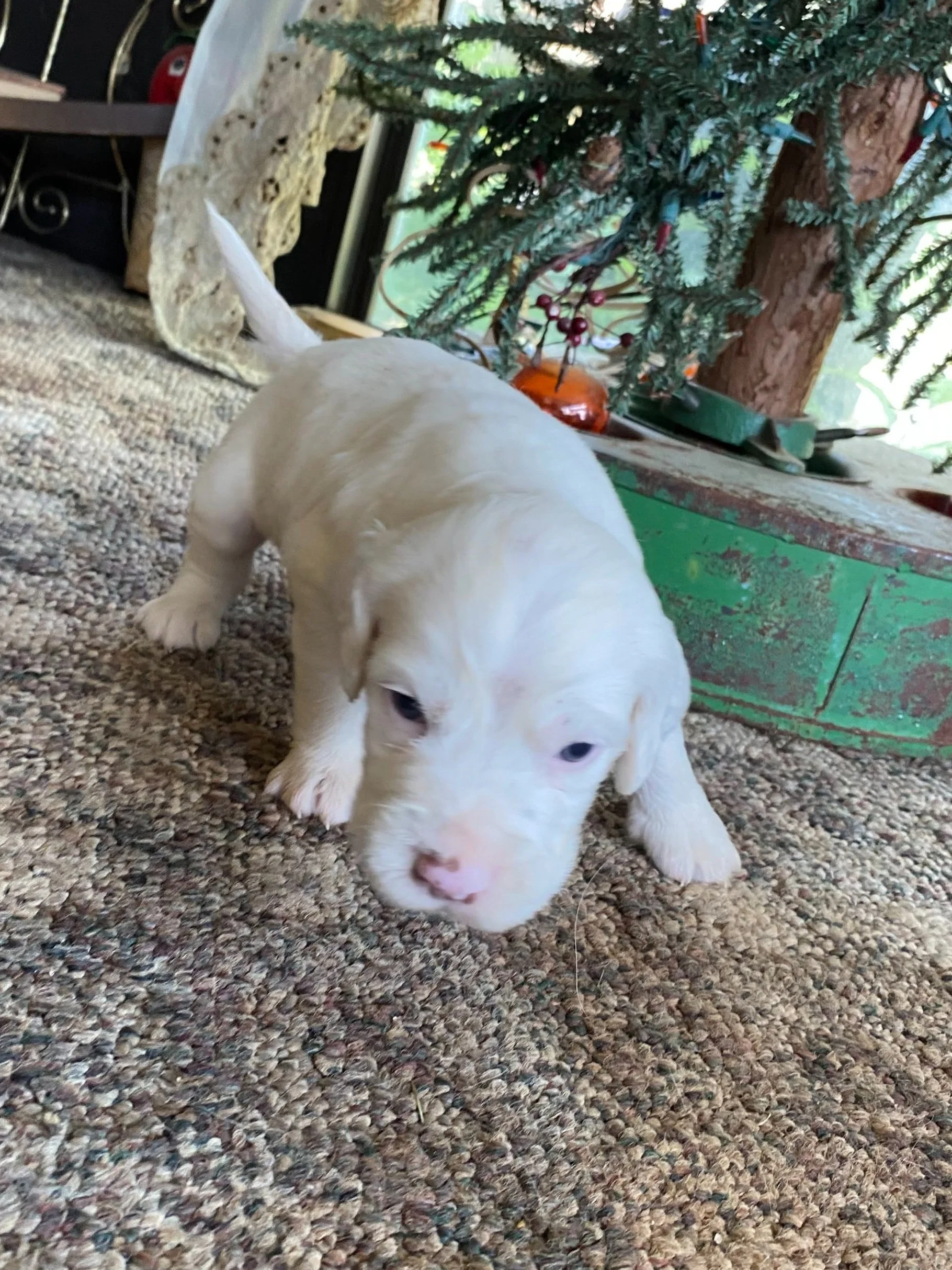 Available Puppies — King Llewellin Setters