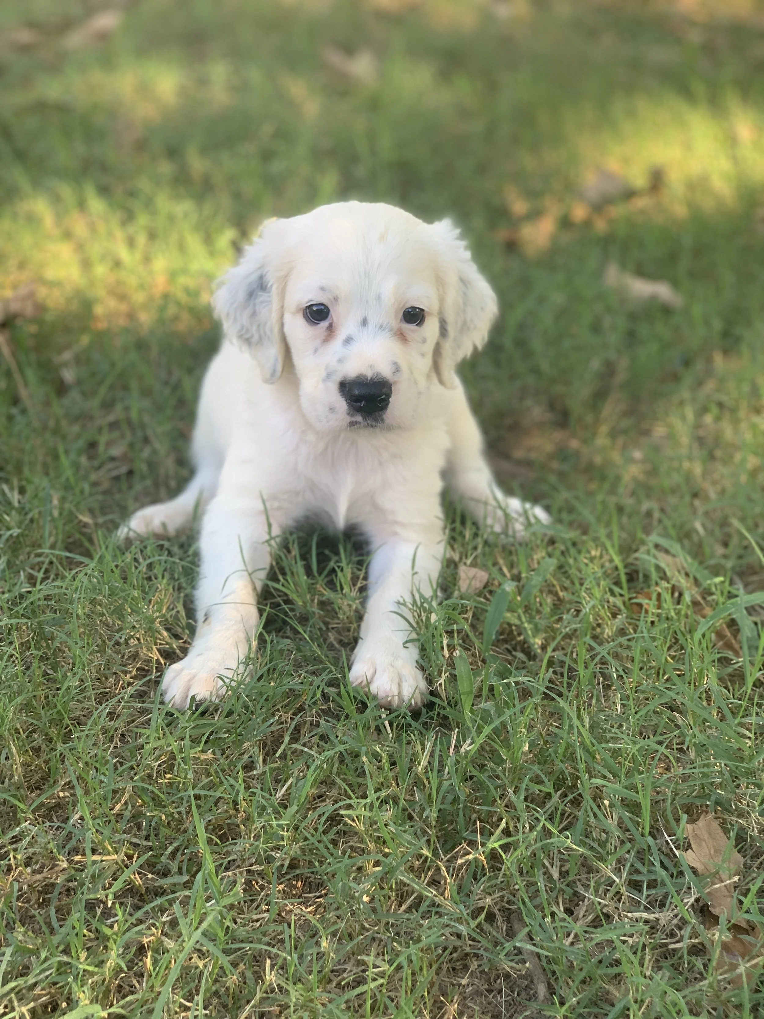 Available Puppies — King Llewellin Setters