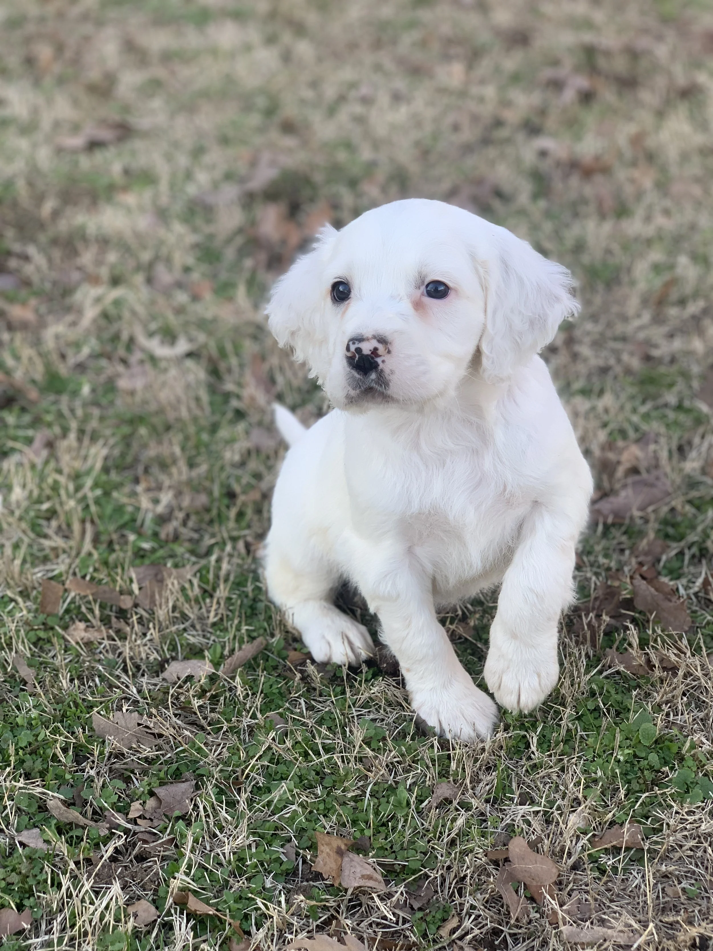 Available Puppies — King Llewellin Setters