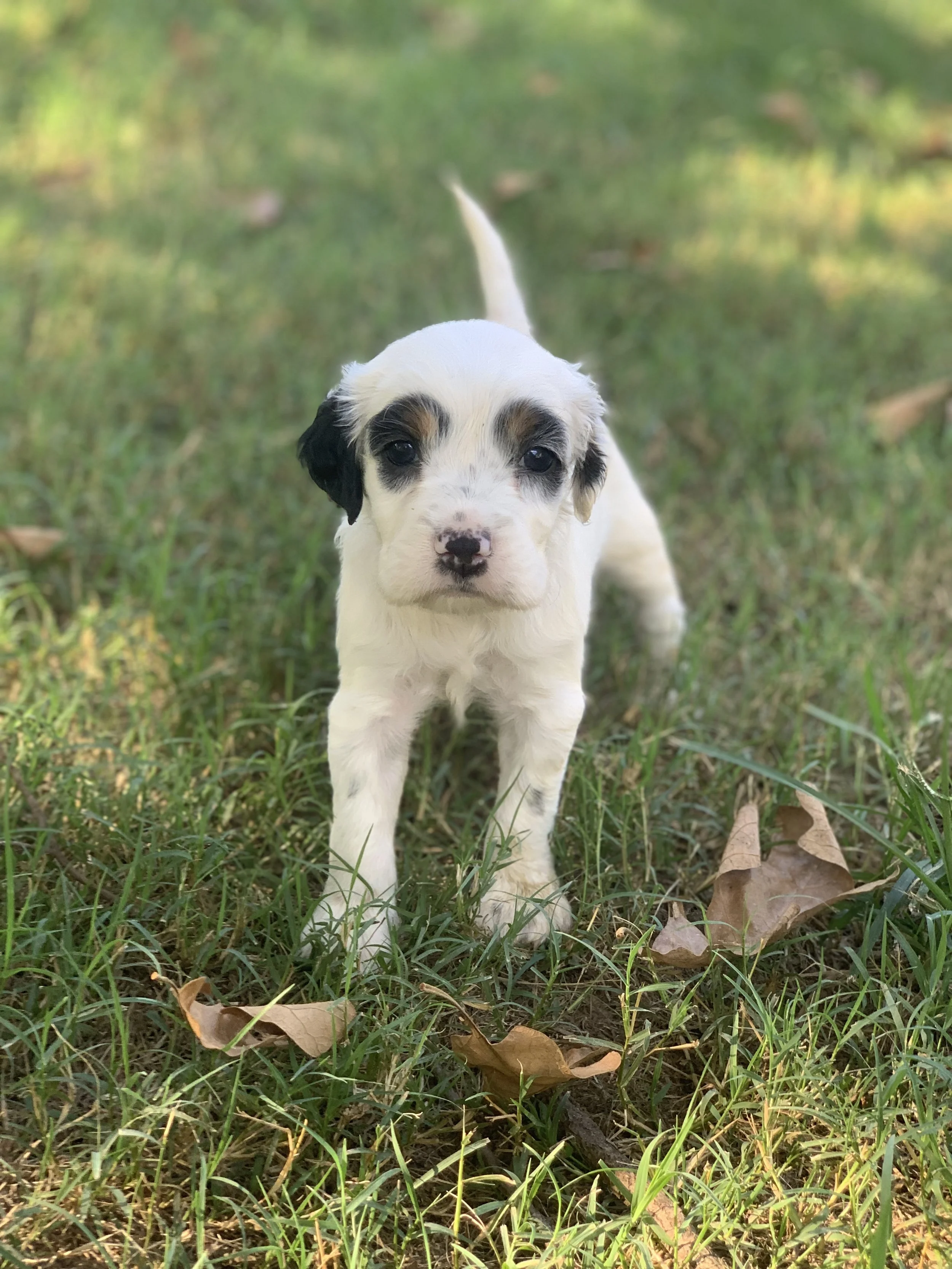 Available Puppies — King Llewellin Setters
