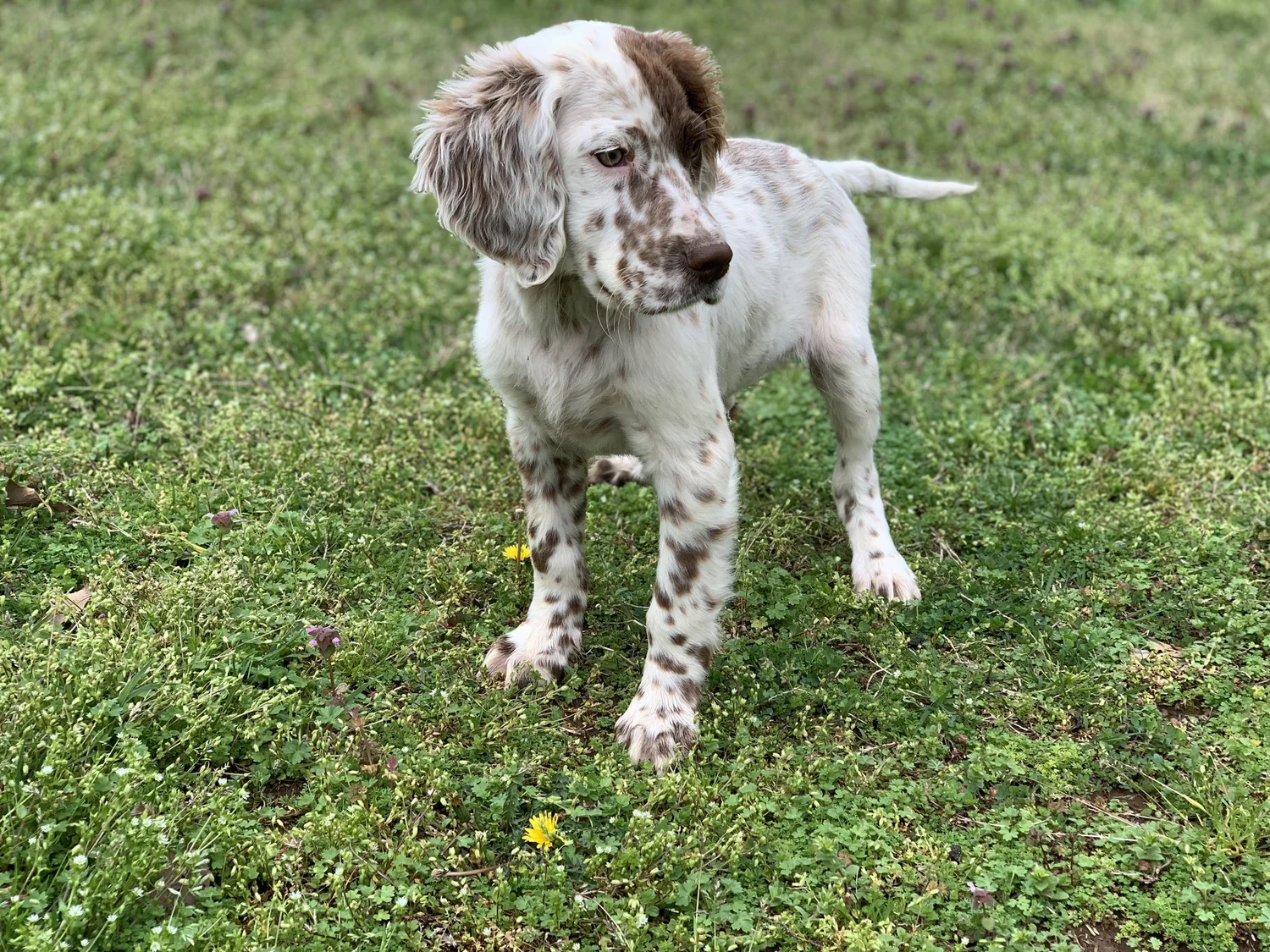Chestnut — King Llewellin Setters