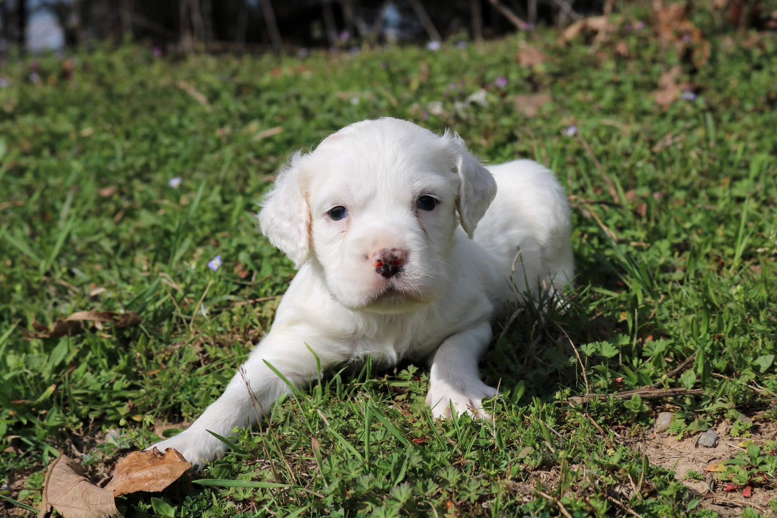 Available Puppies — King Llewellin Setters