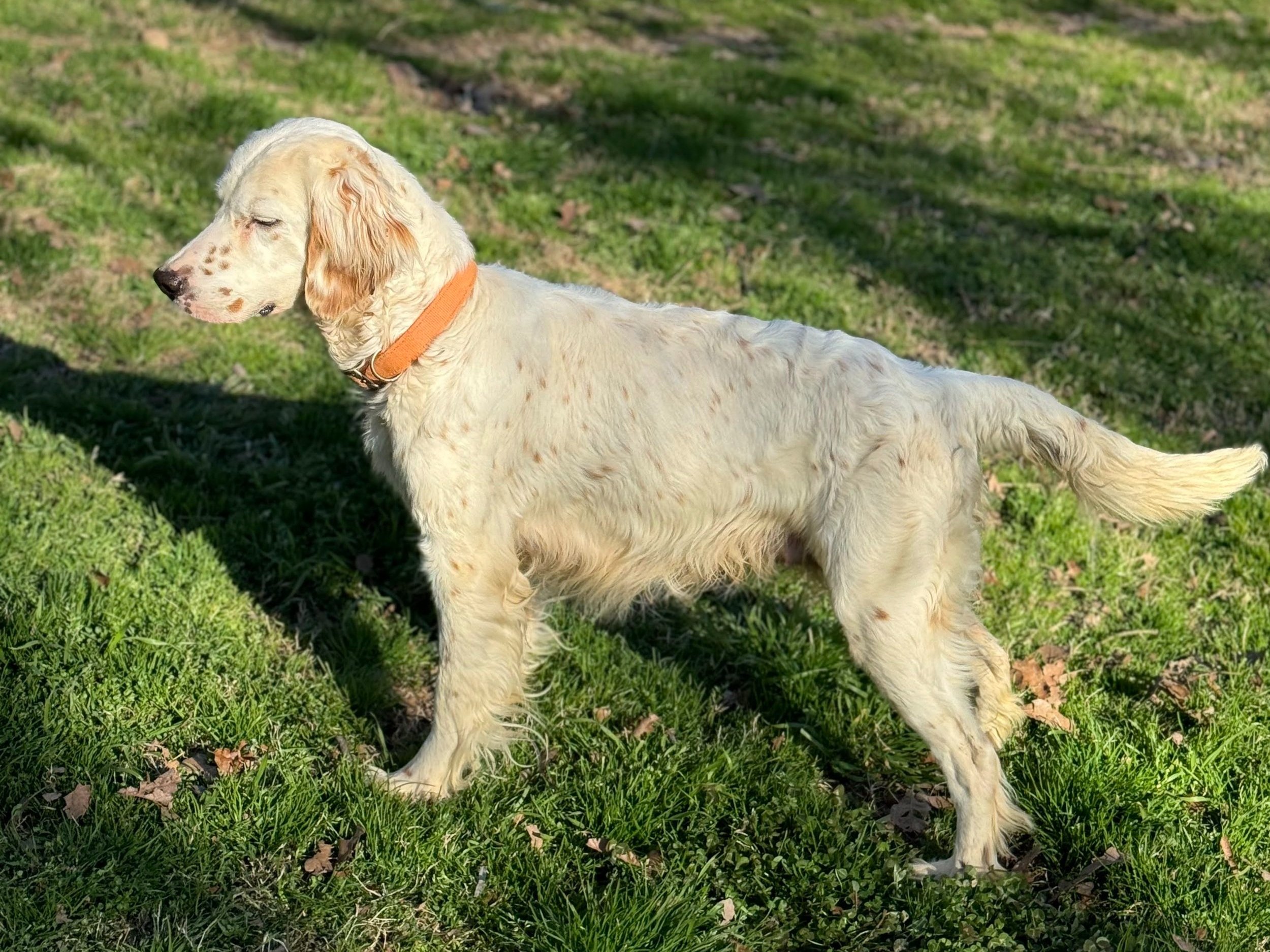 Available Puppies — King Llewellin Setters