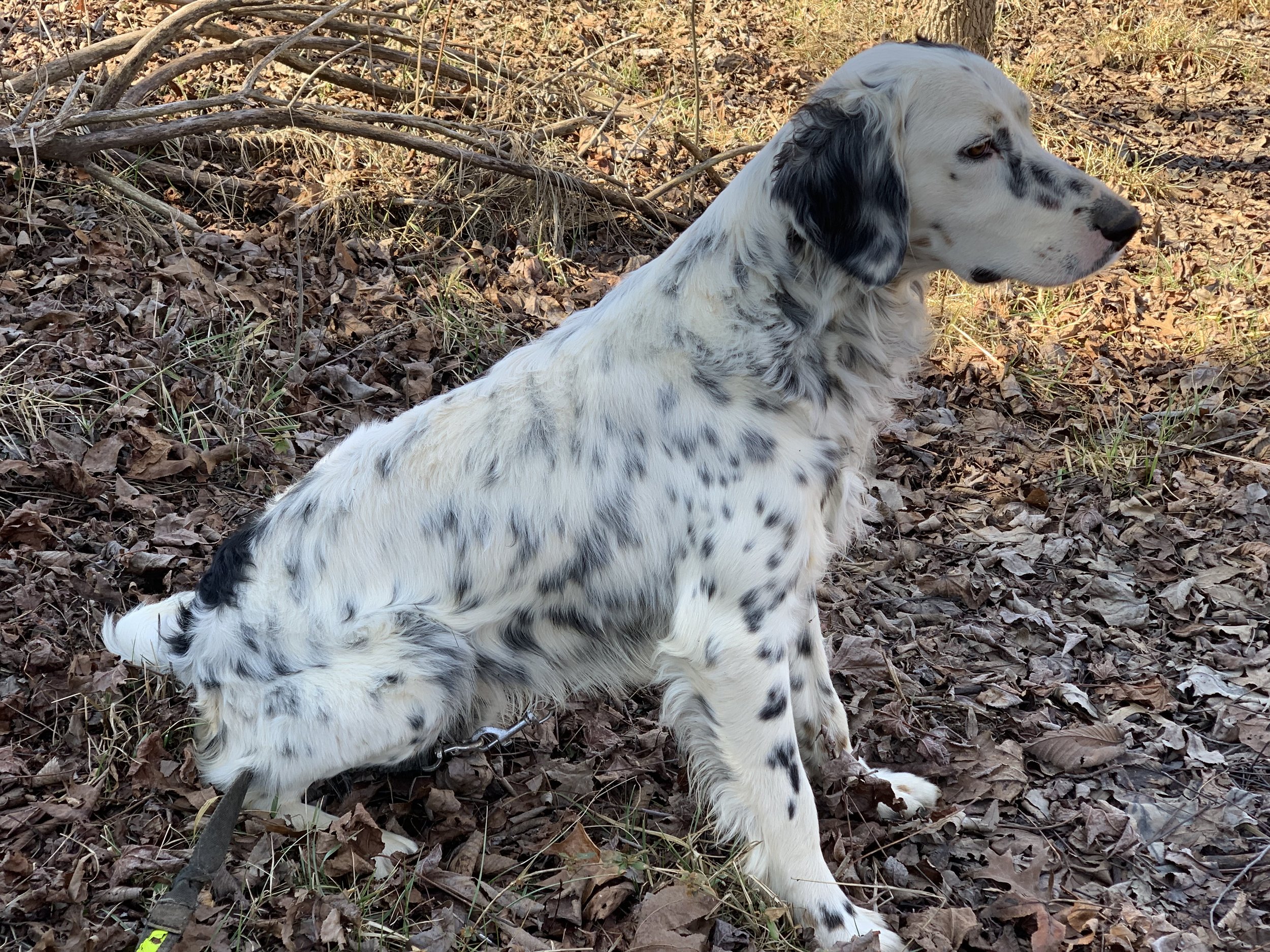 Pedigree — King Llewellin Setters