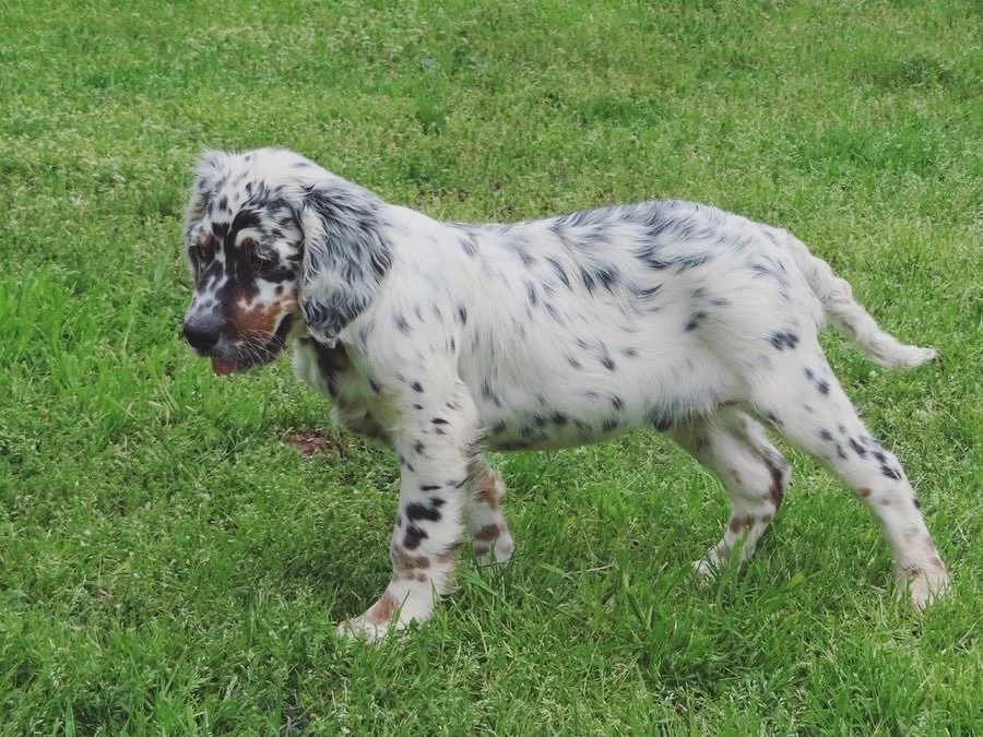 Tri-Color — King Llewellin Setters