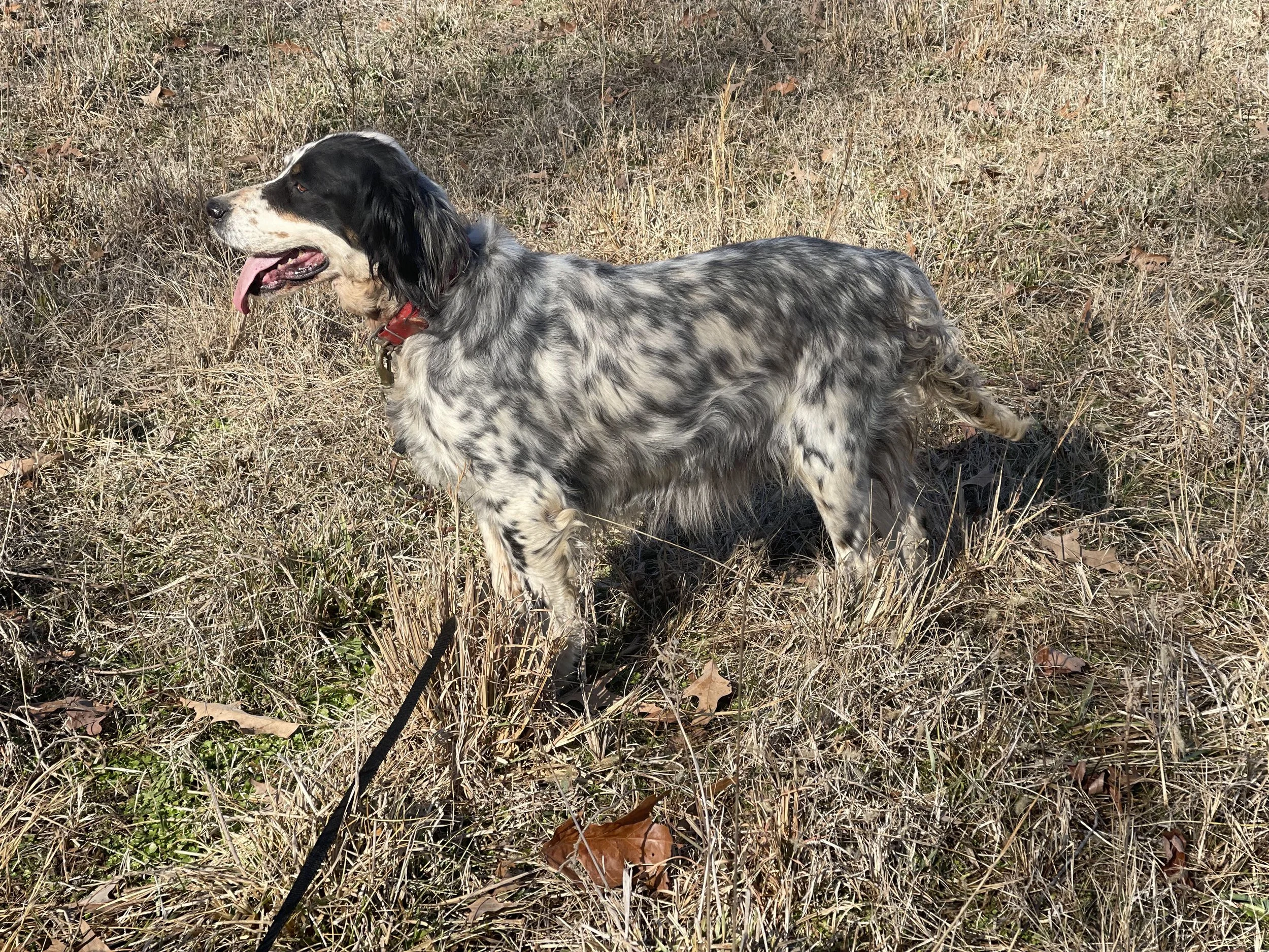 Tri-Color — King Llewellin Setters