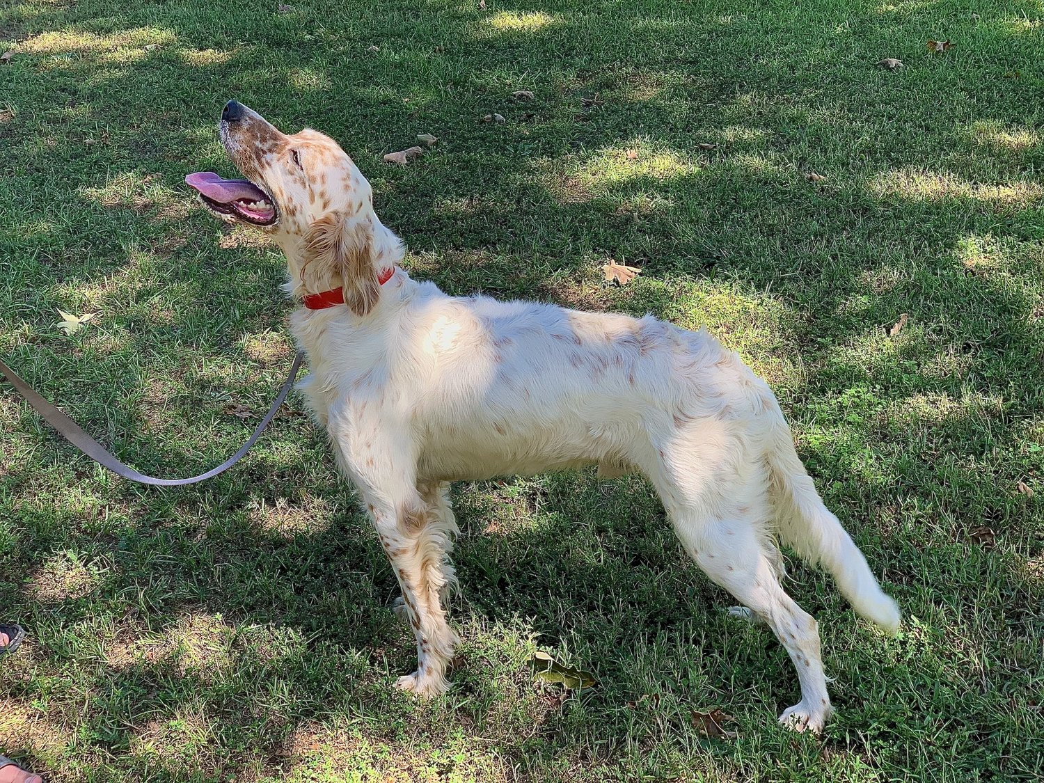 Available Puppies — King Llewellin Setters