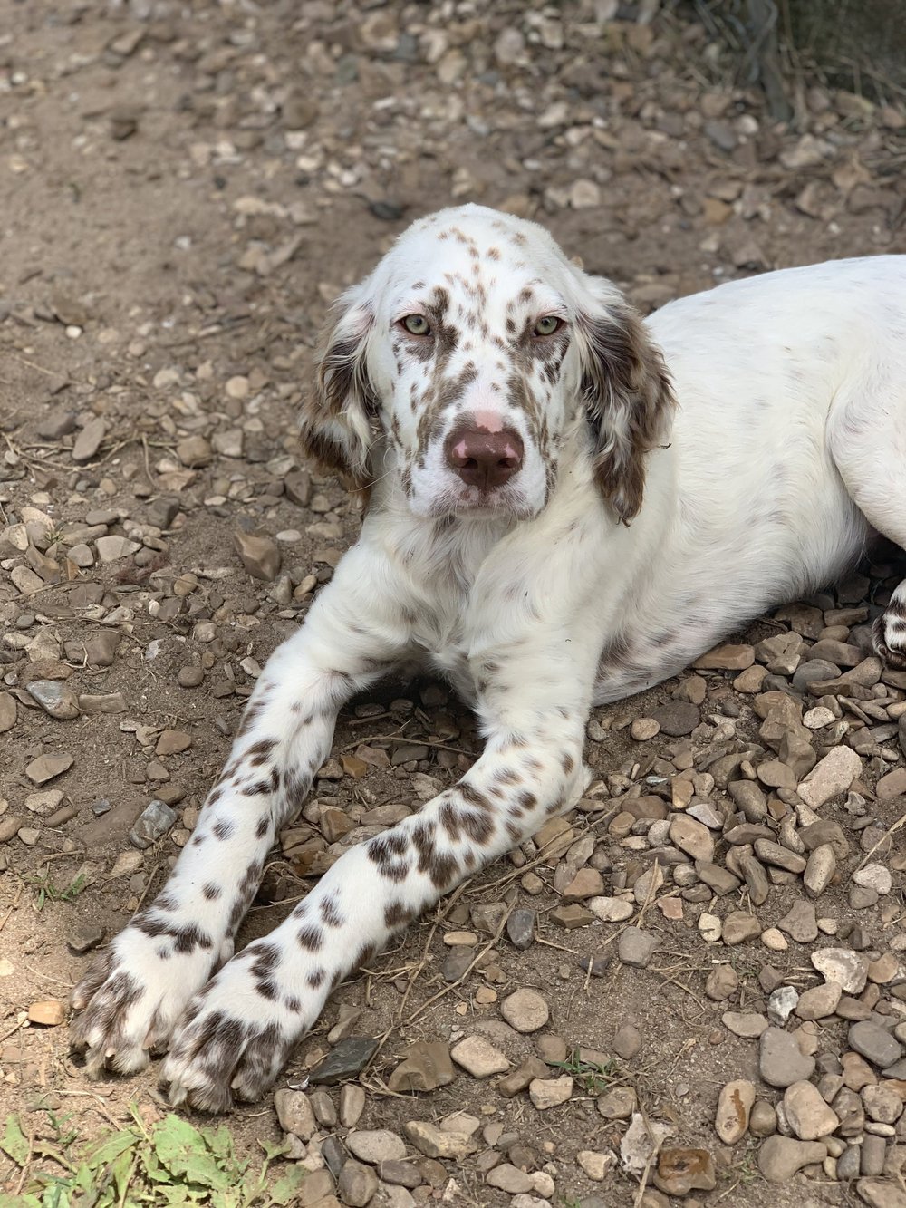 Chestnut — King Llewellin Setters