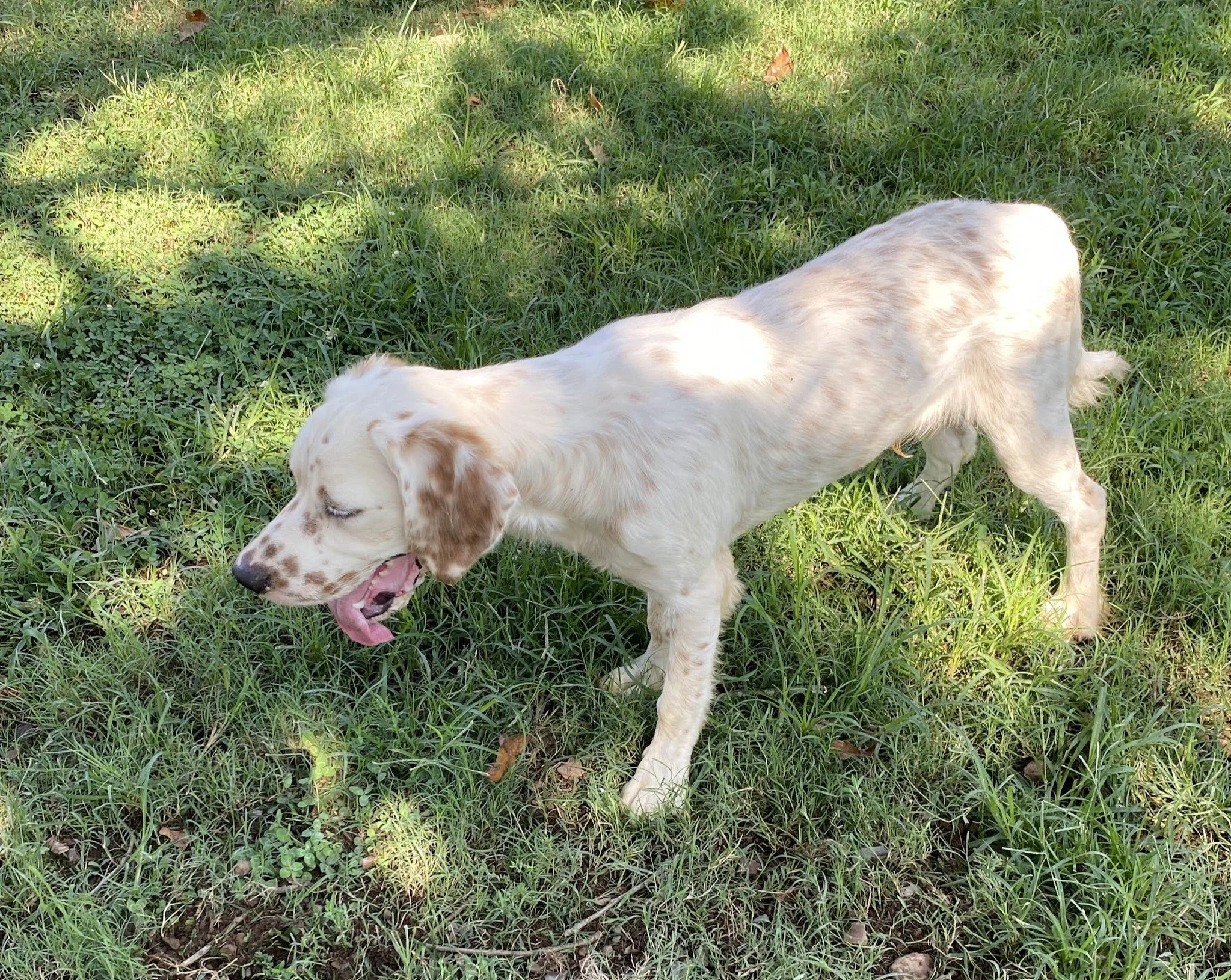 Available Puppies — King Llewellin Setters