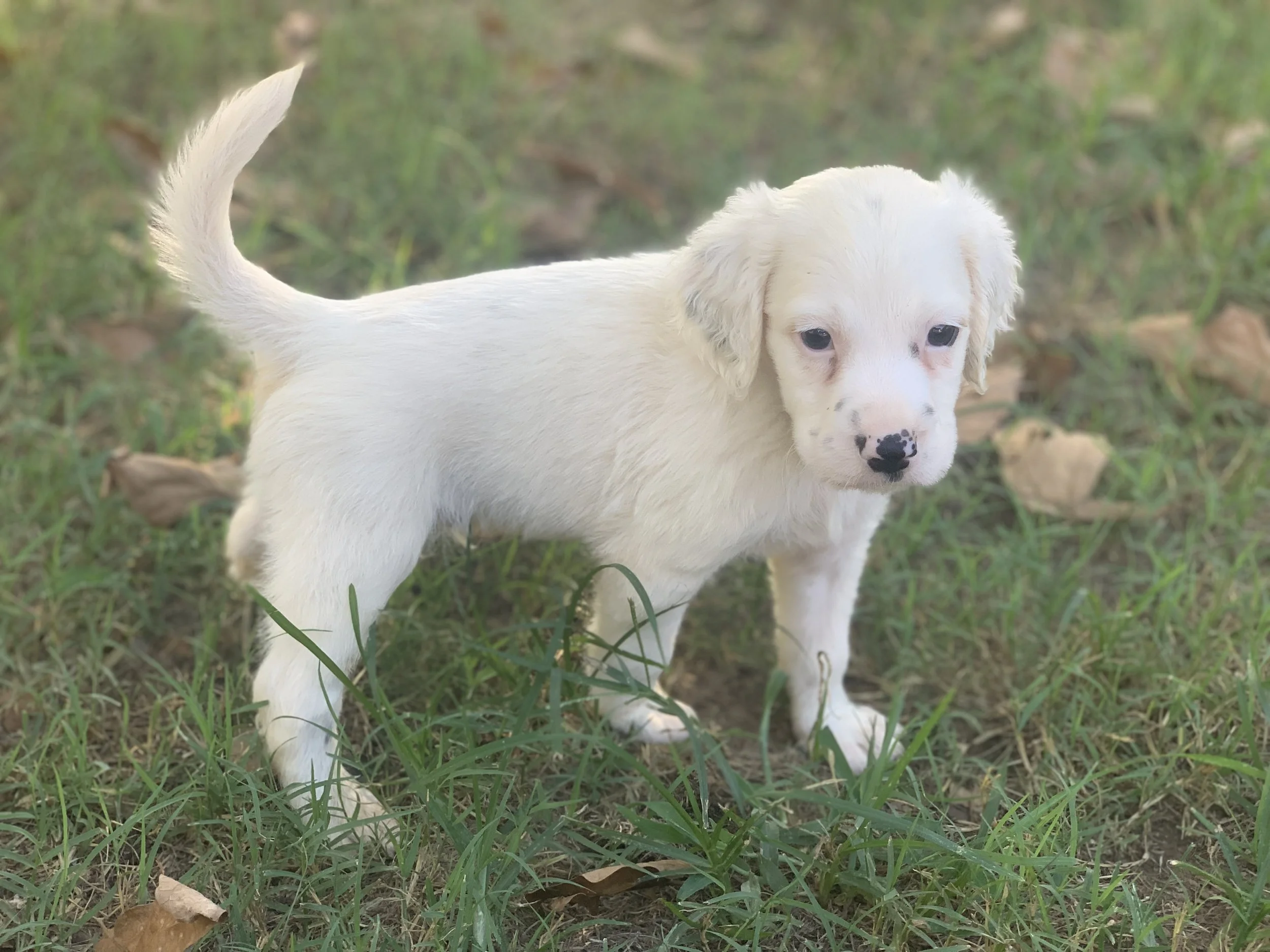Available Puppies — King Llewellin Setters