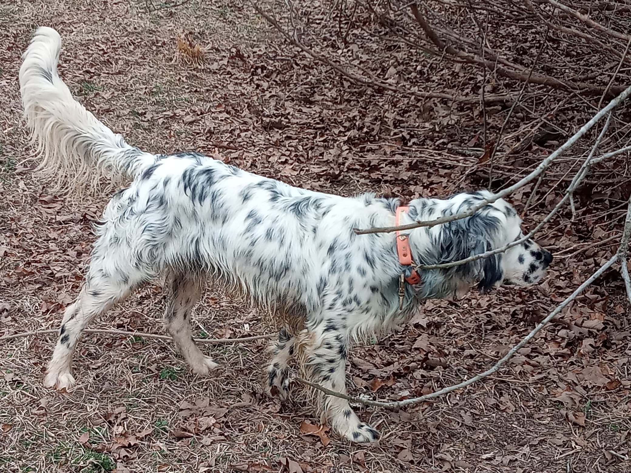 Available Puppies — King Llewellin Setters