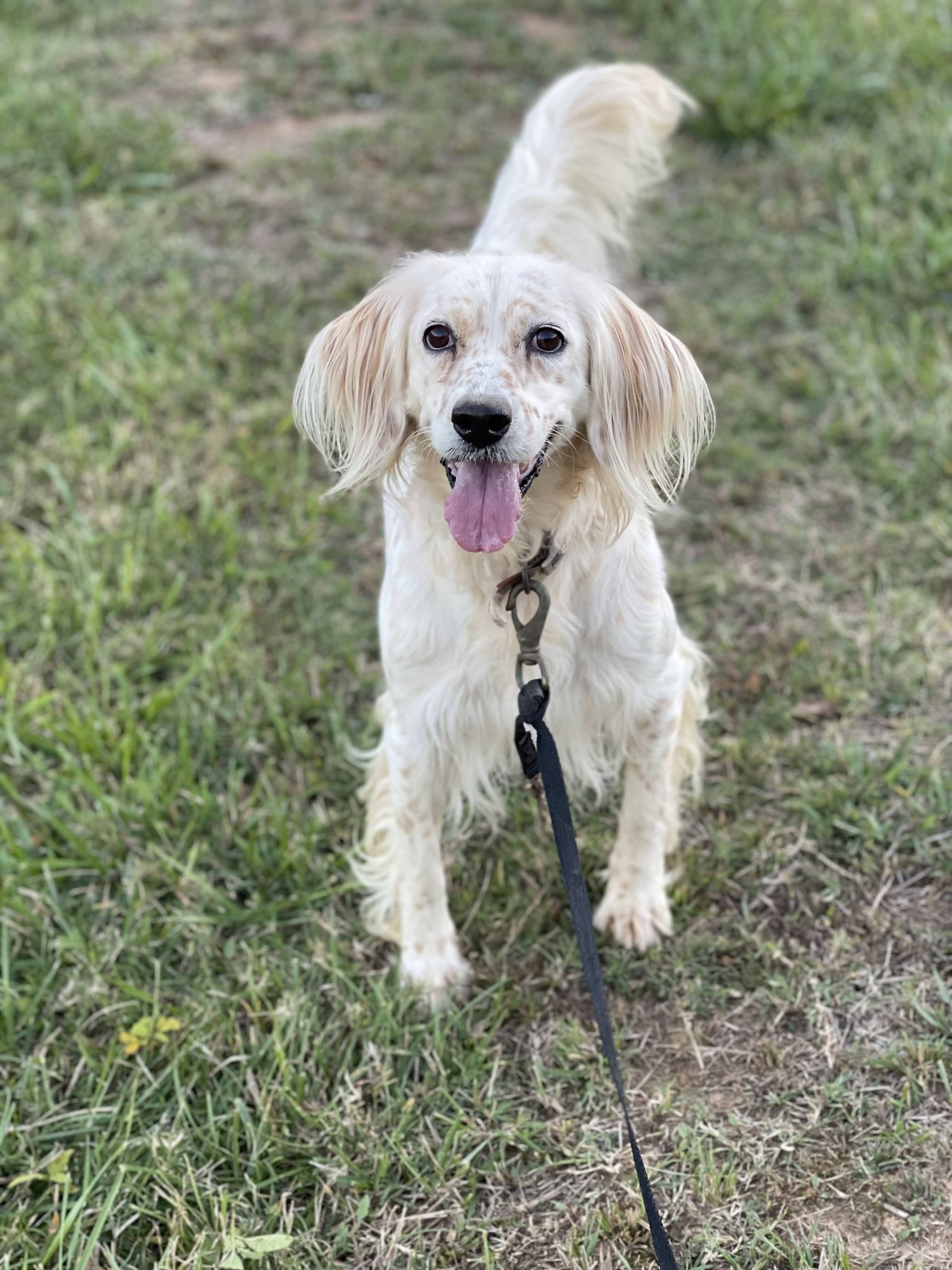 Orange Belton — King Llewellin Setters