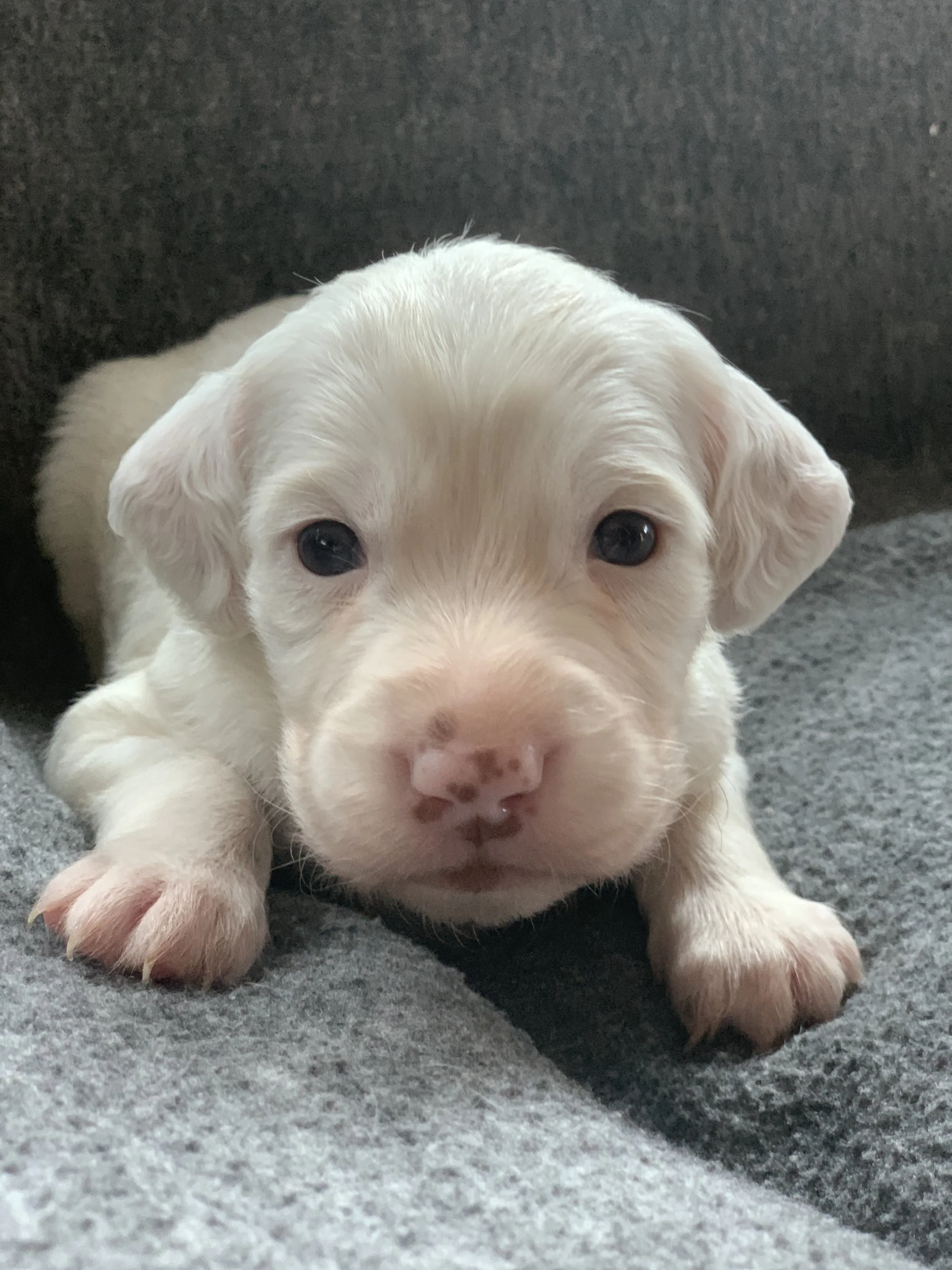 Available Puppies — King Llewellin Setters