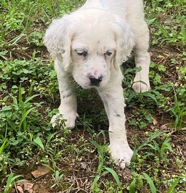 Available Puppies — King Llewellin Setters