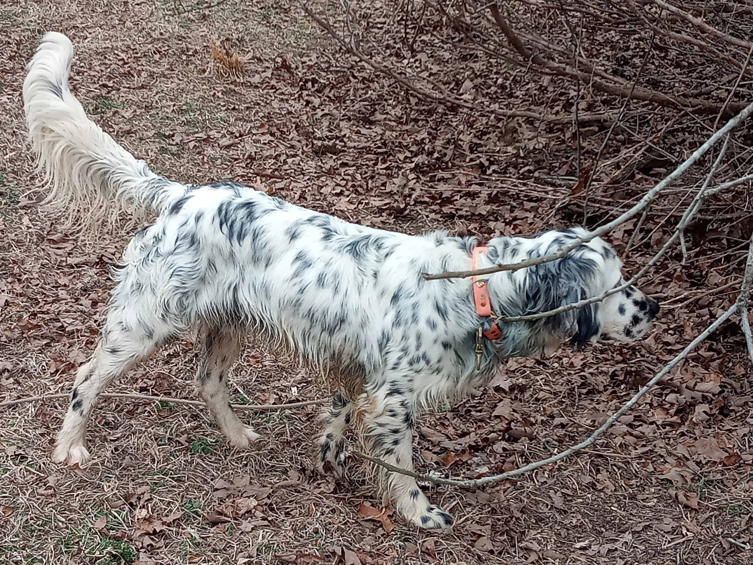 Available Puppies — King Llewellin Setters