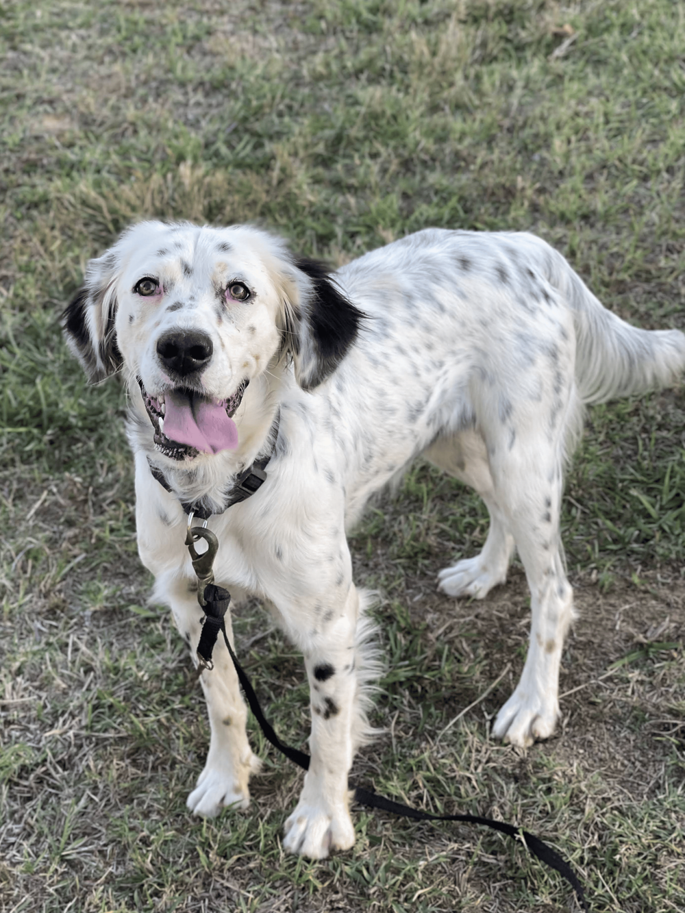 Available Puppies — King Llewellin Setters