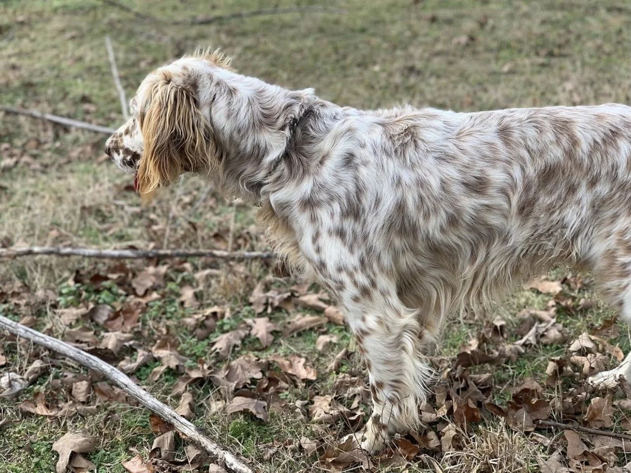 Why Chestnut Belton is More Rare