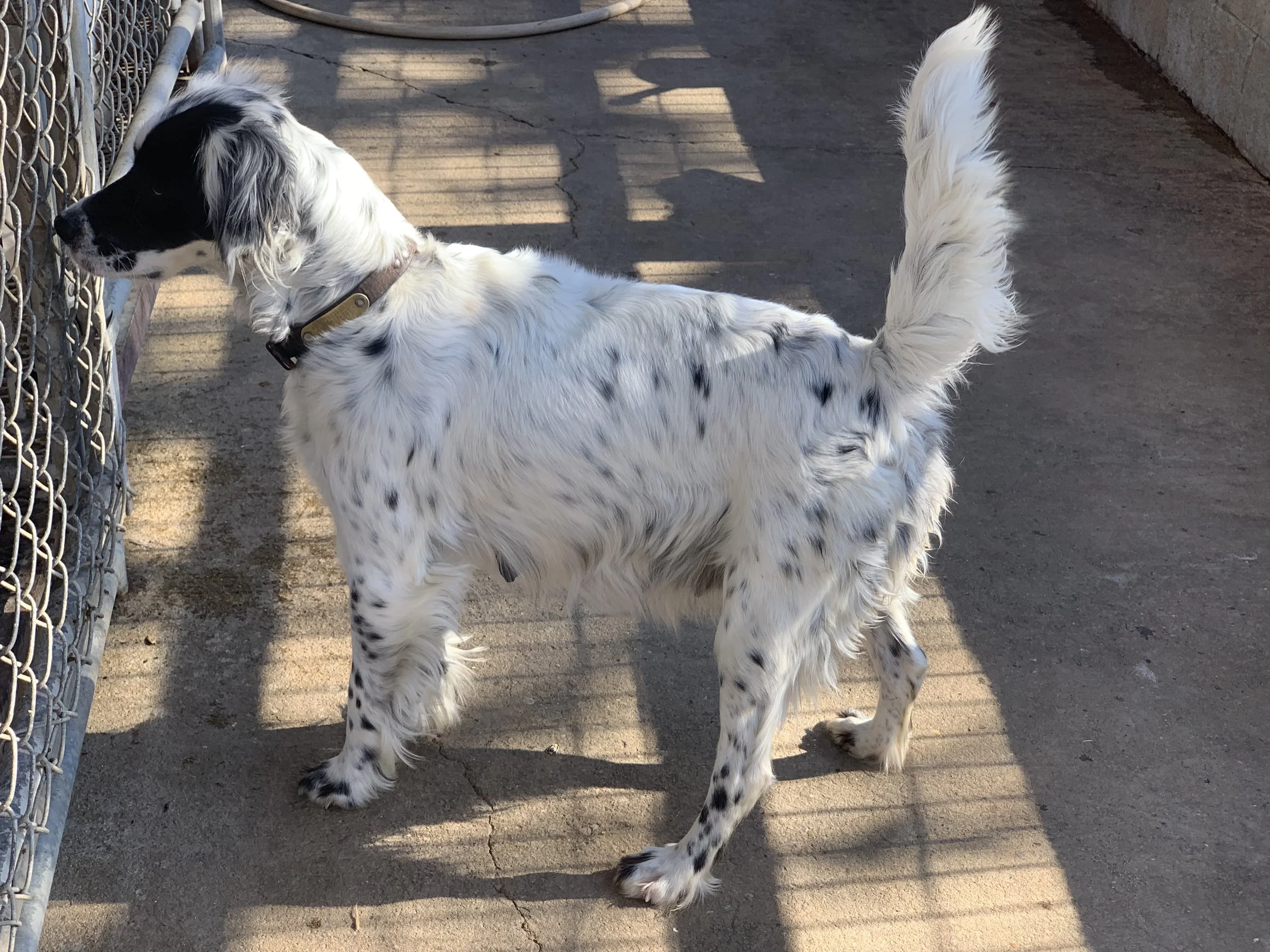 Available Puppies — King Llewellin Setters