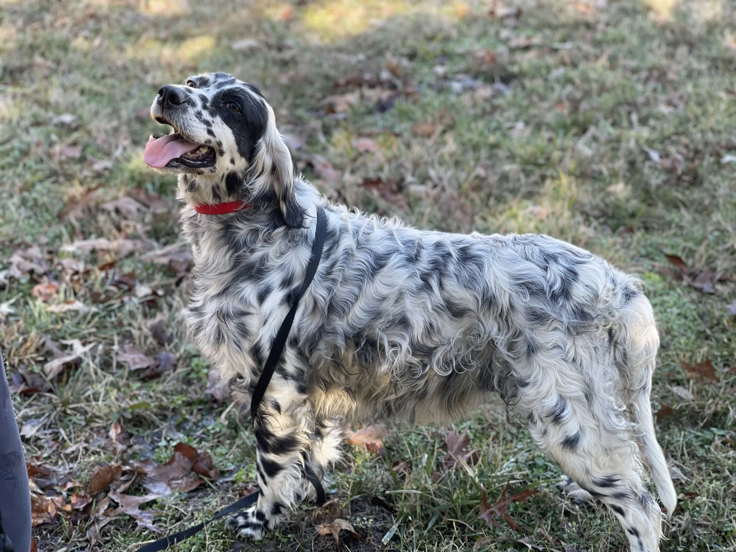 Black & White — King Llewellin Setters