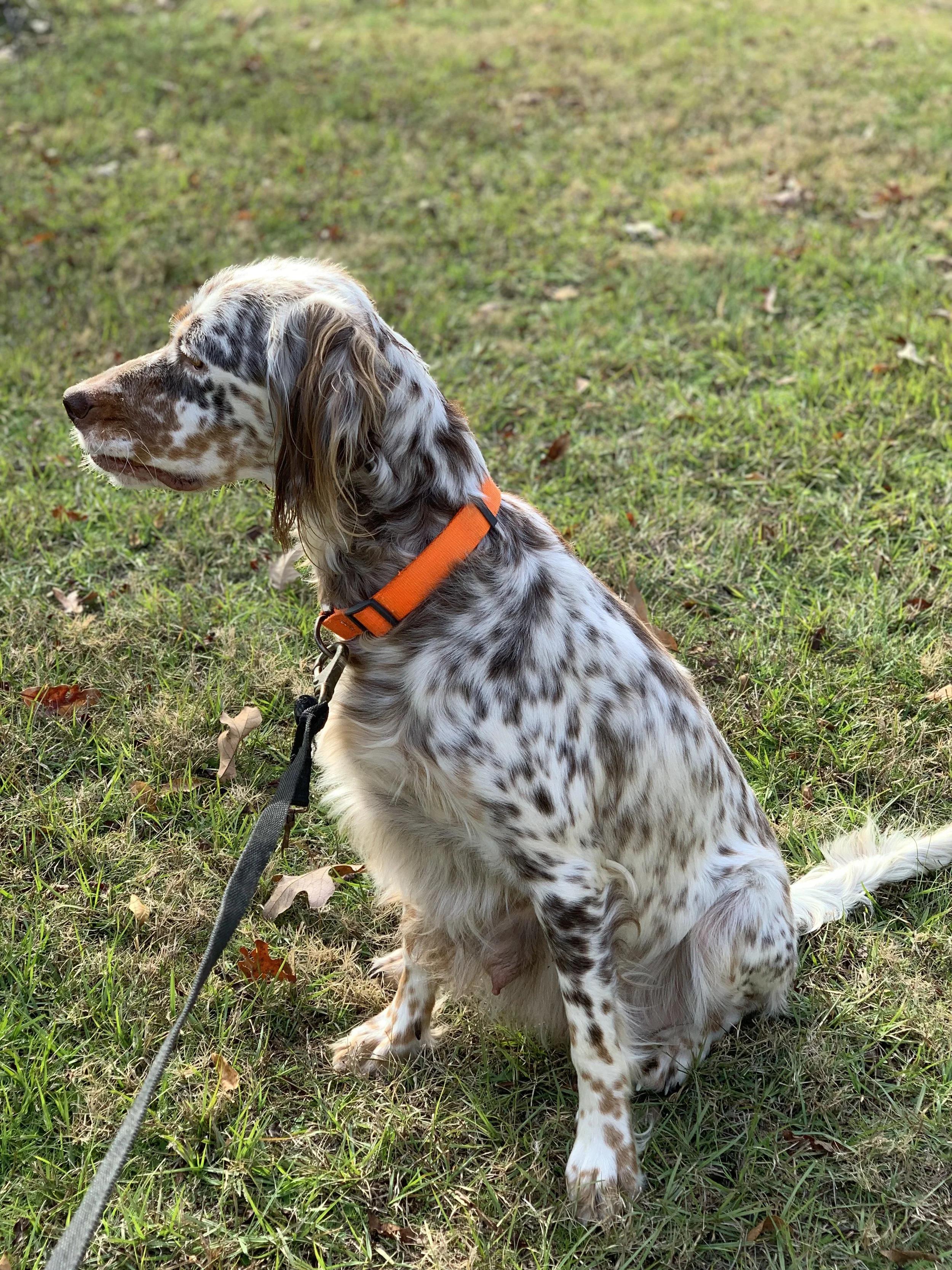Chestnut — King Llewellin Setters