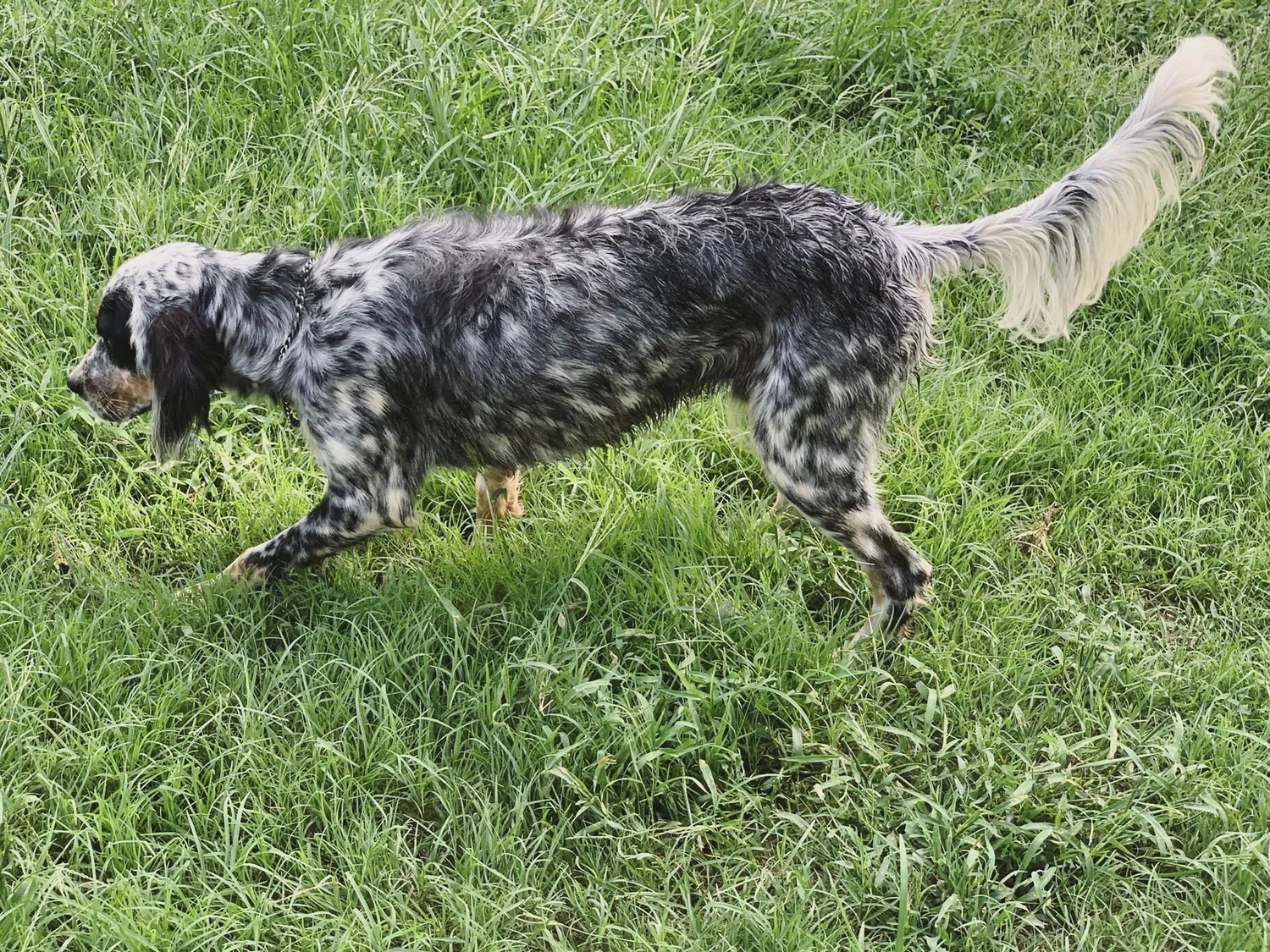 Available Puppies — King Llewellin Setters