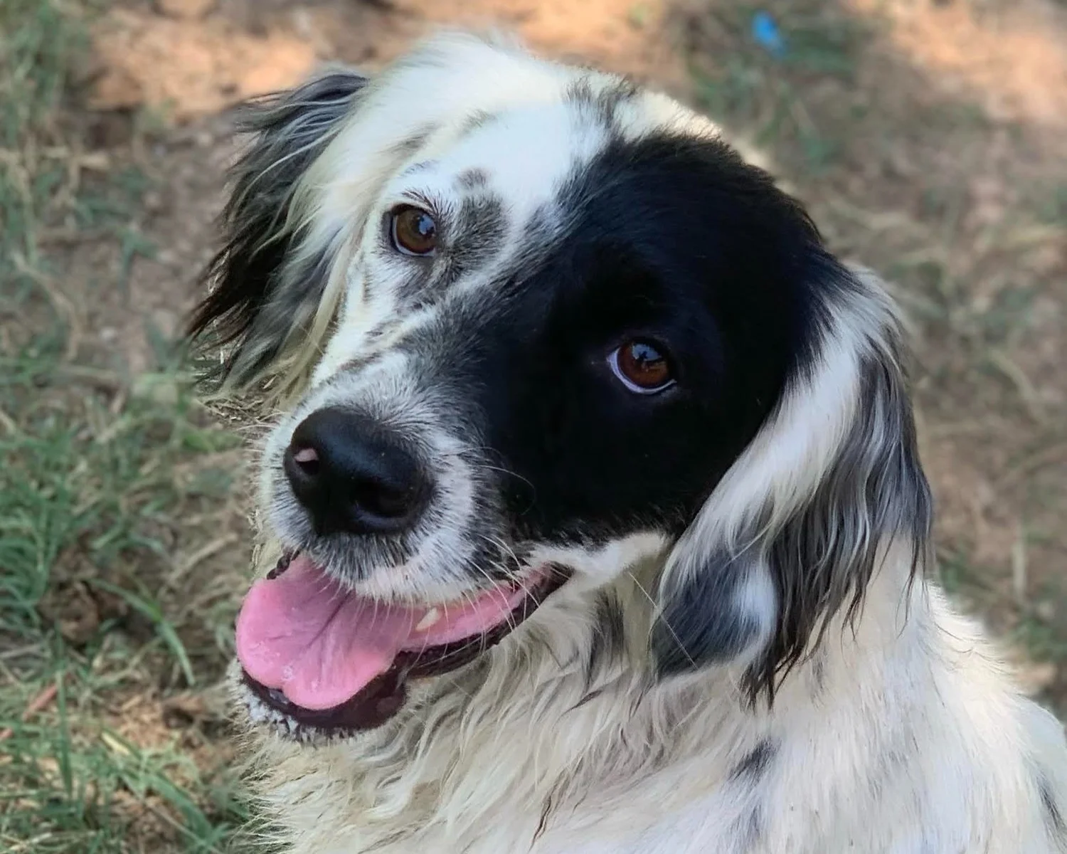 Available Puppies — King Llewellin Setters