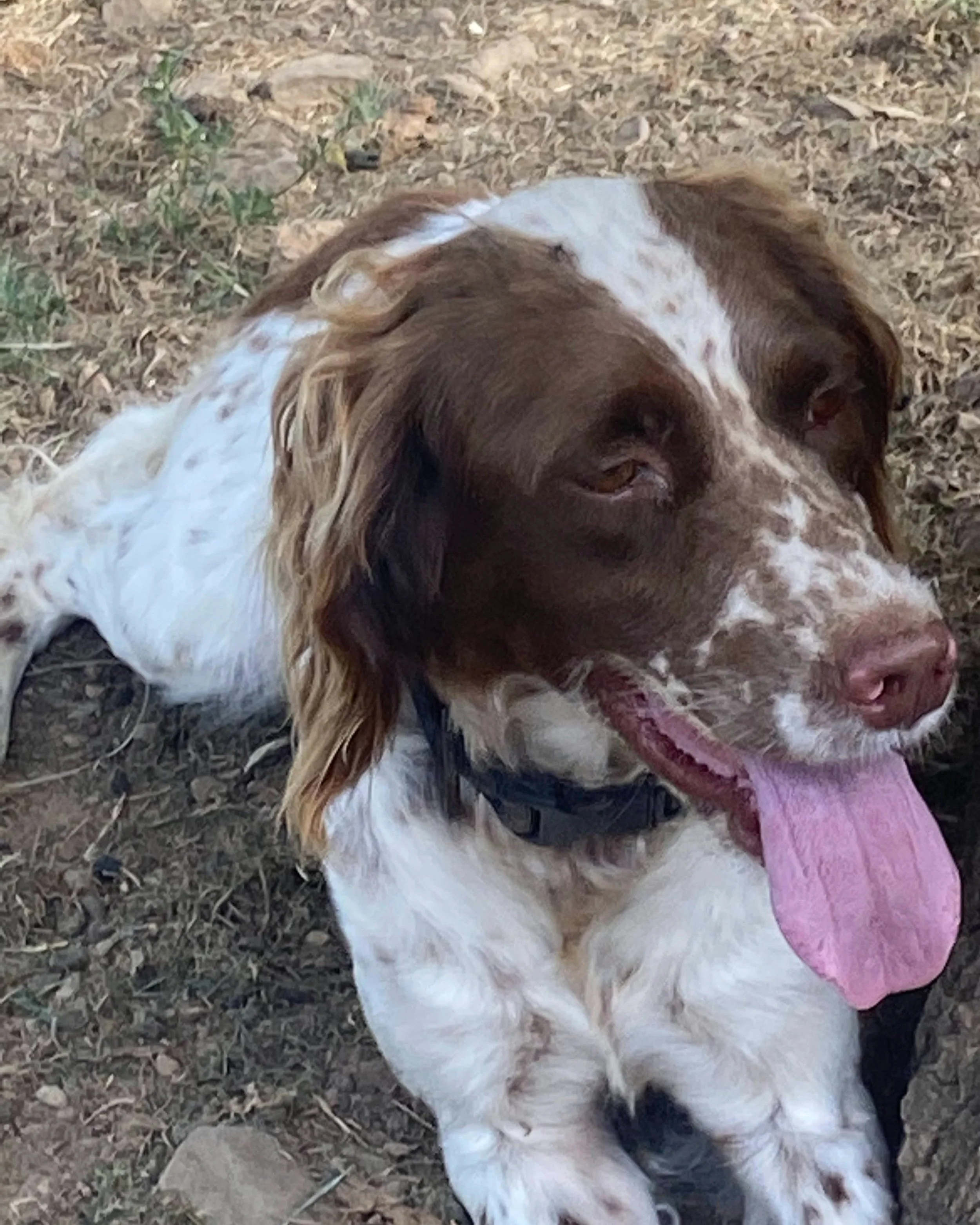 Available Puppies — King Llewellin Setters