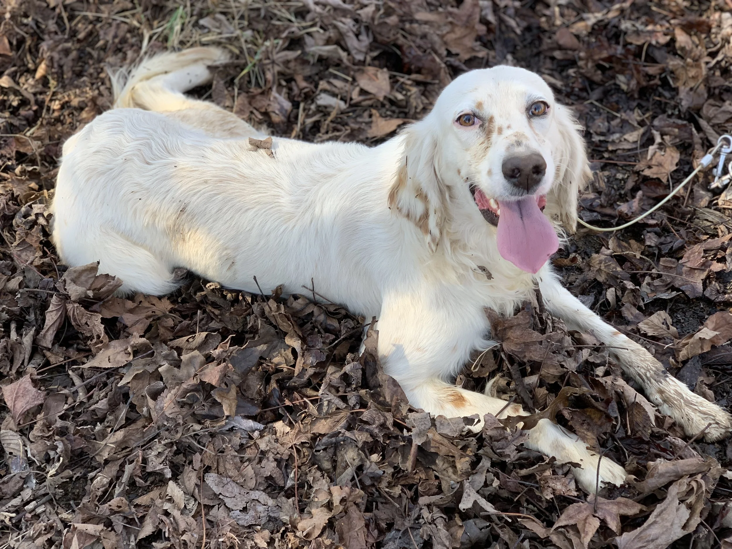 Available Puppies — King Llewellin Setters
