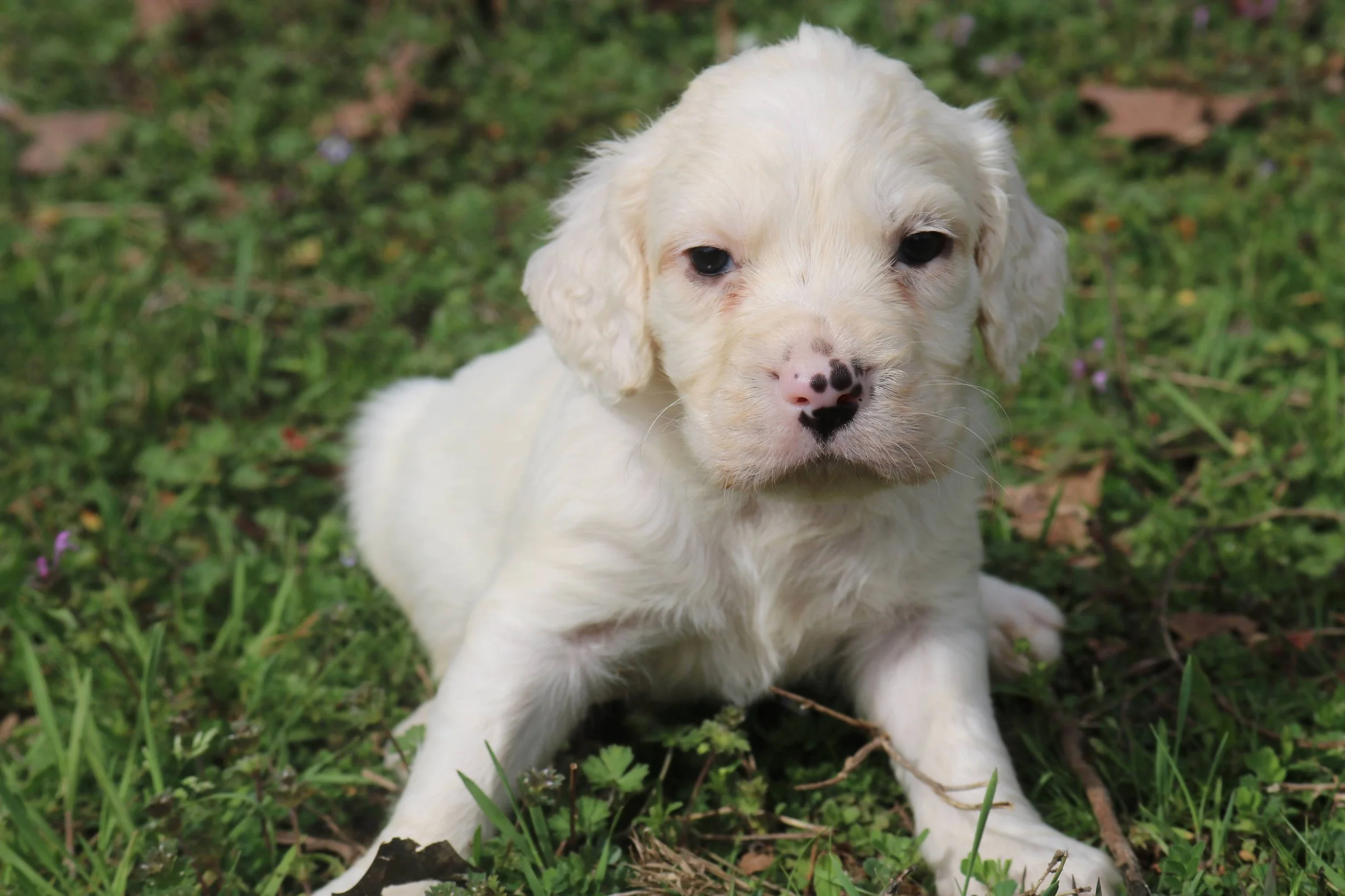 Available Puppies — King Llewellin Setters