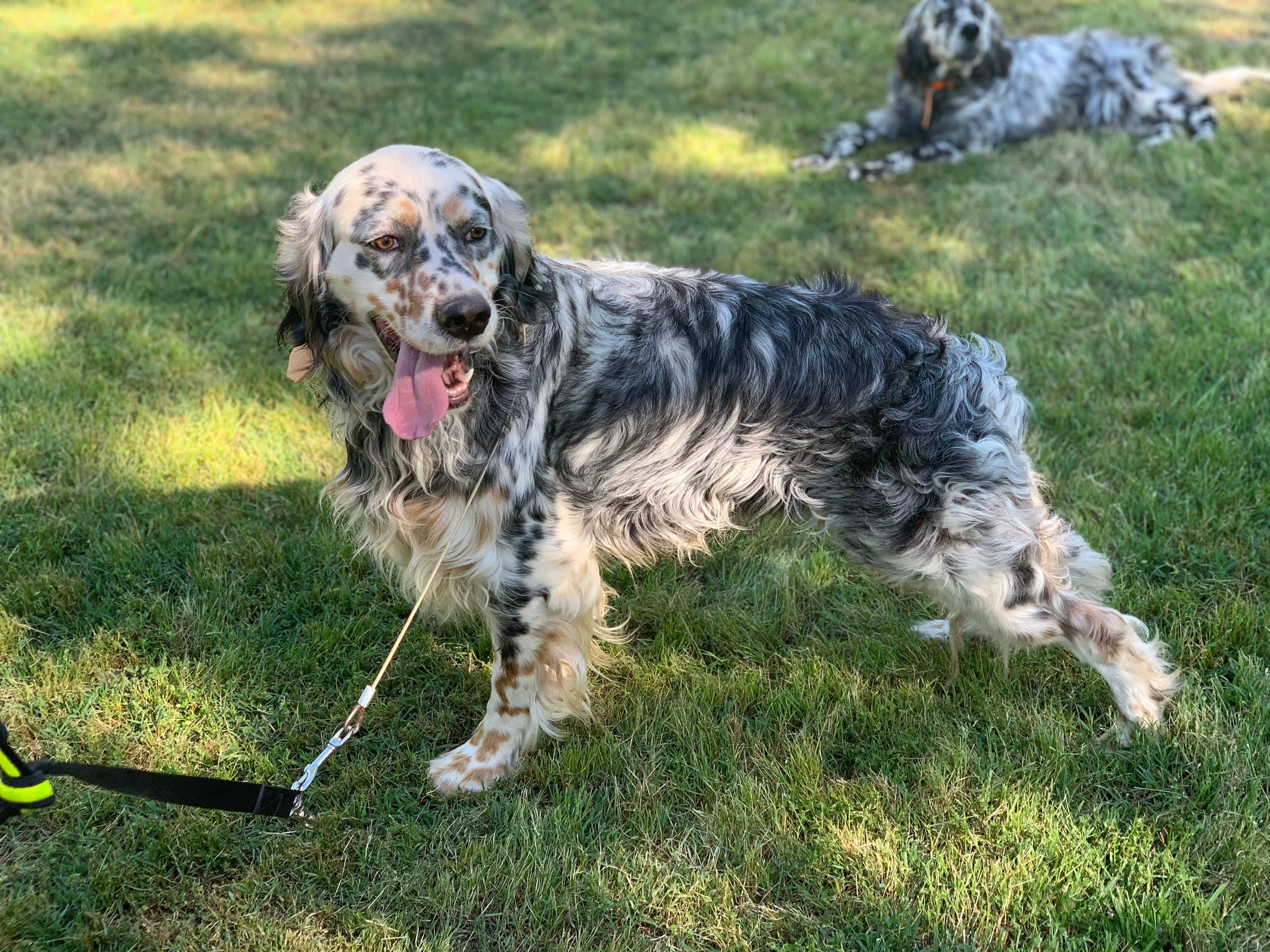 Tri-Color — King Llewellin Setters