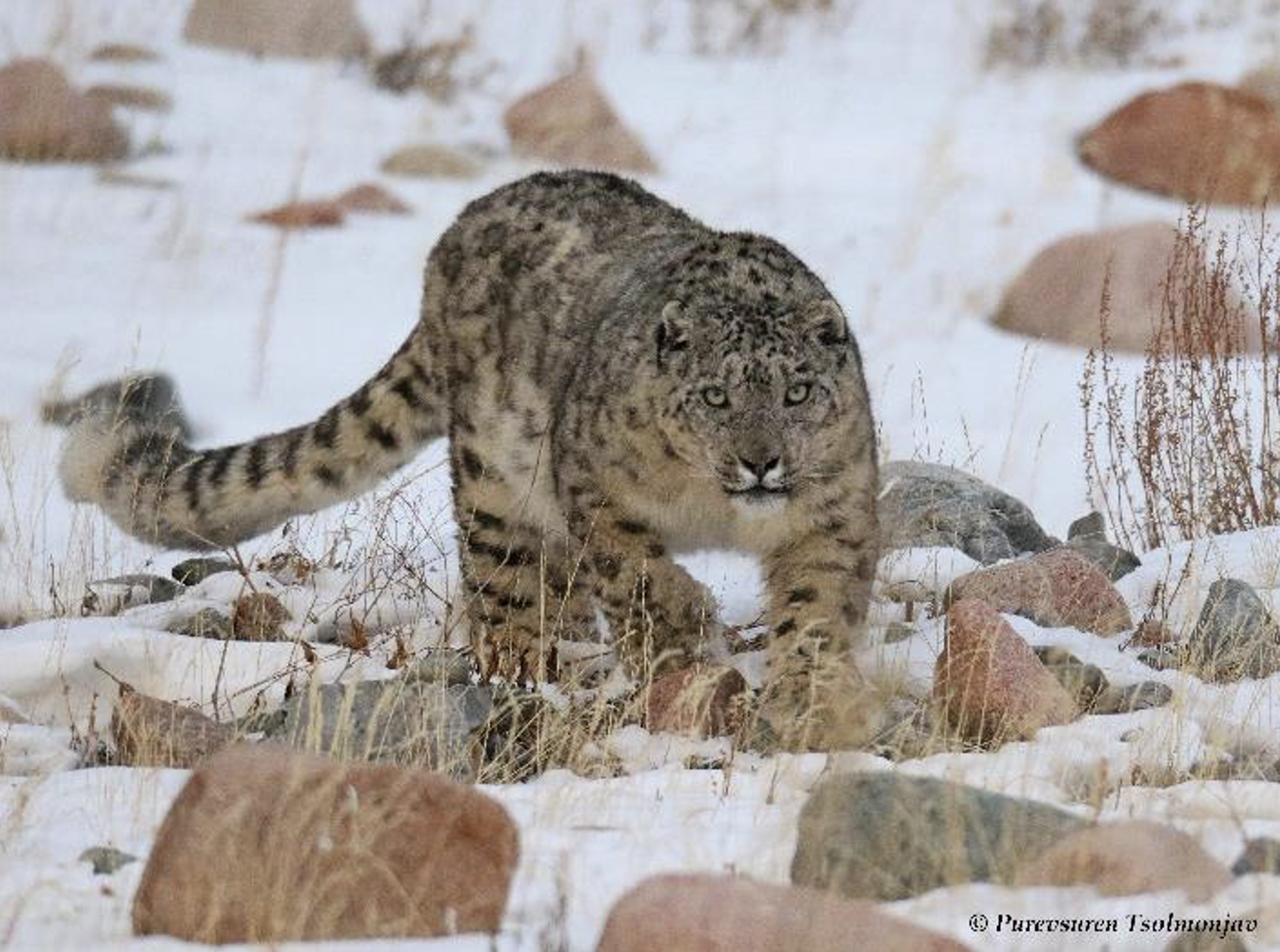 Mongolia: Rare Cats in the Vastness — Hillstar Nature
