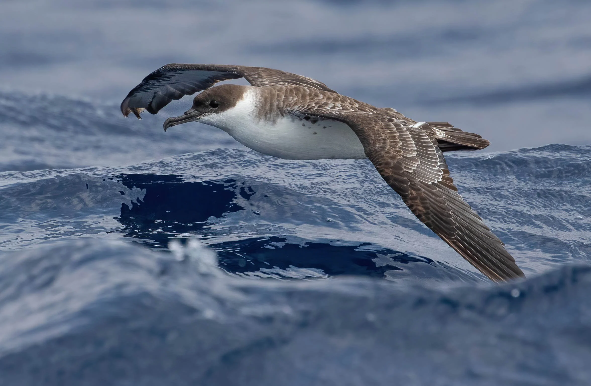 Pelagics — Hillstar Nature