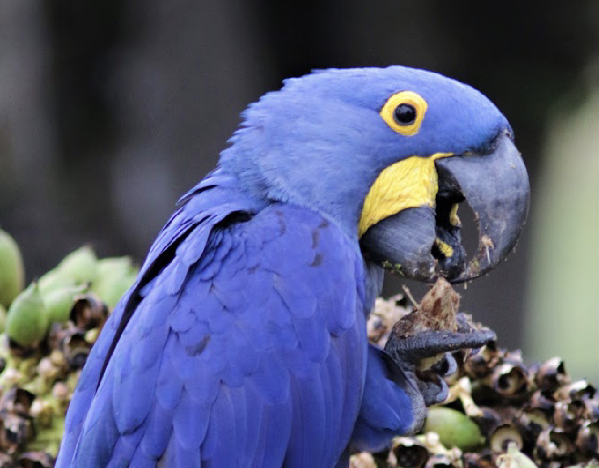 Brazil: Birds & Wildlife of the Pantanal, 2025 — Hillstar Nature