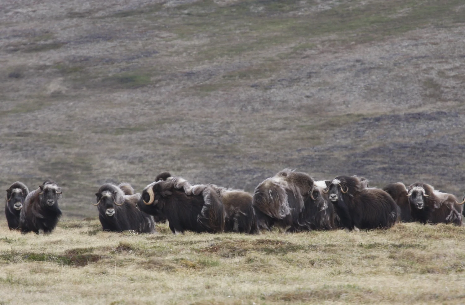 Alaska - The Pribilofs: St. Paul Island, 2026 — Hillstar Nature