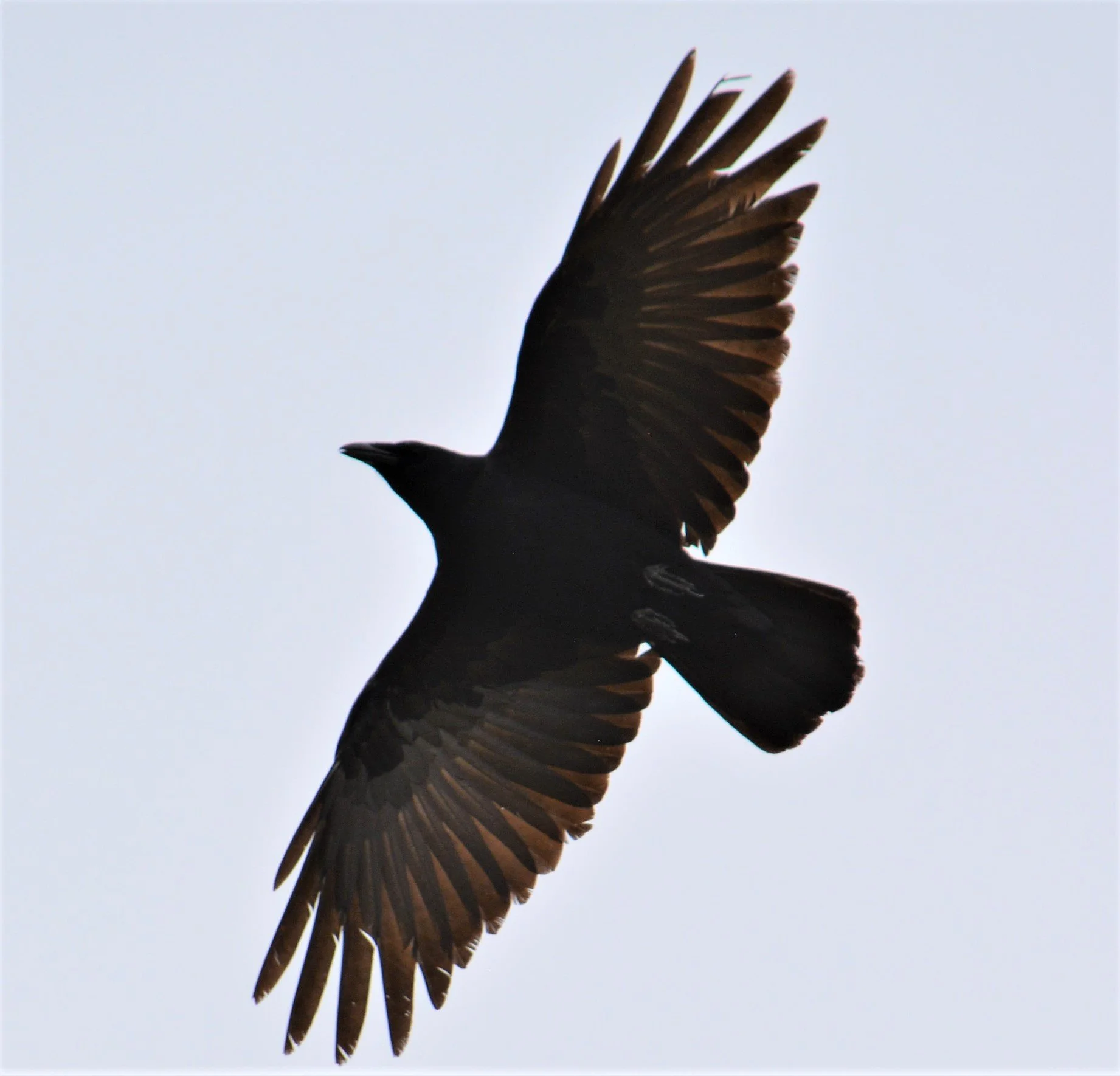 Wildlife — Piney Point Receivership