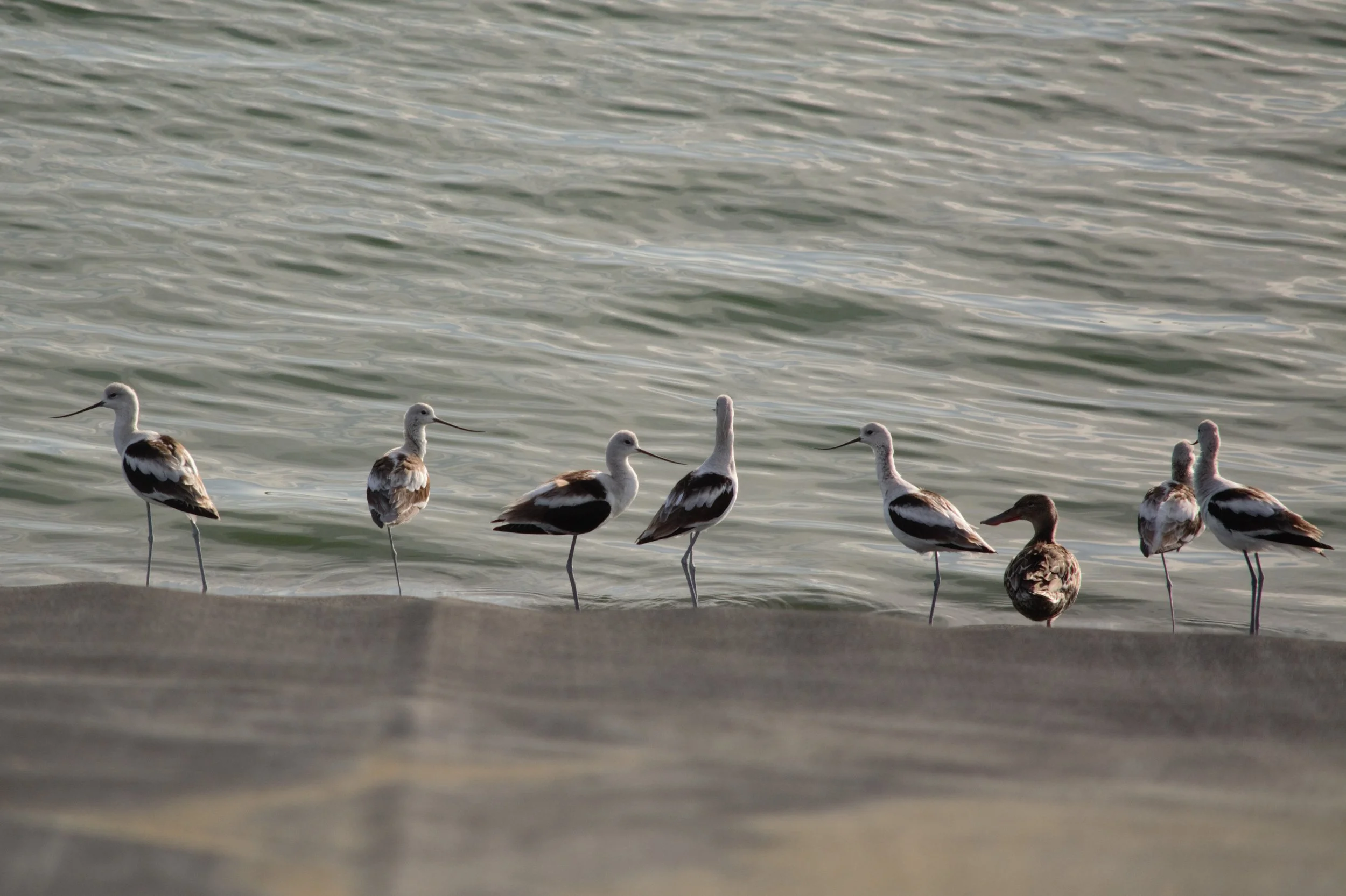 Wildlife — Piney Point Receivership