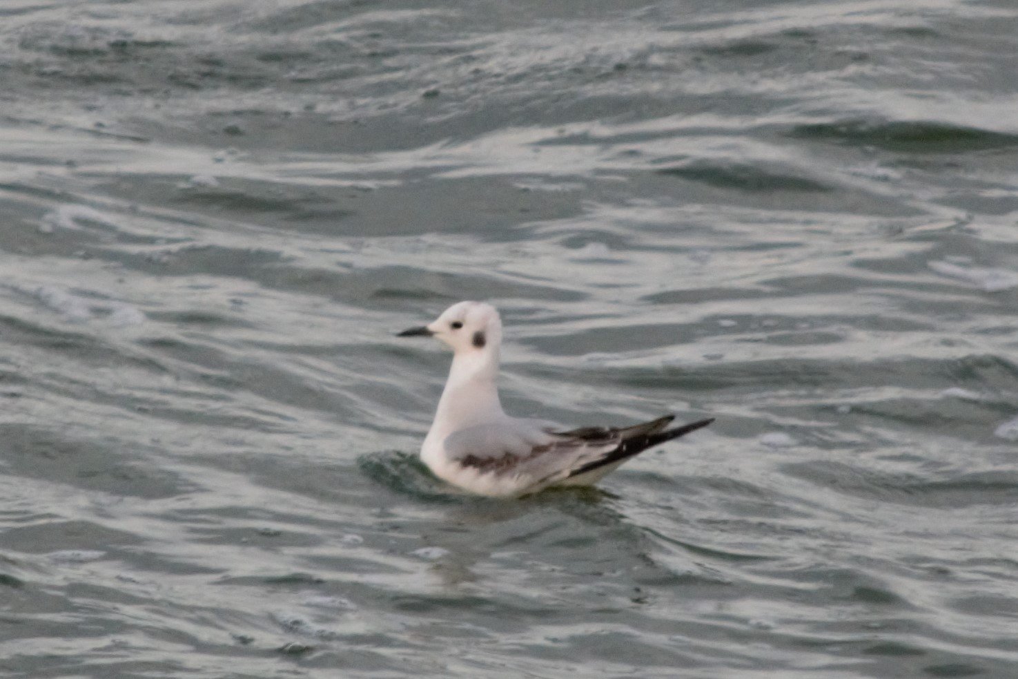 Wildlife — Piney Point Receivership