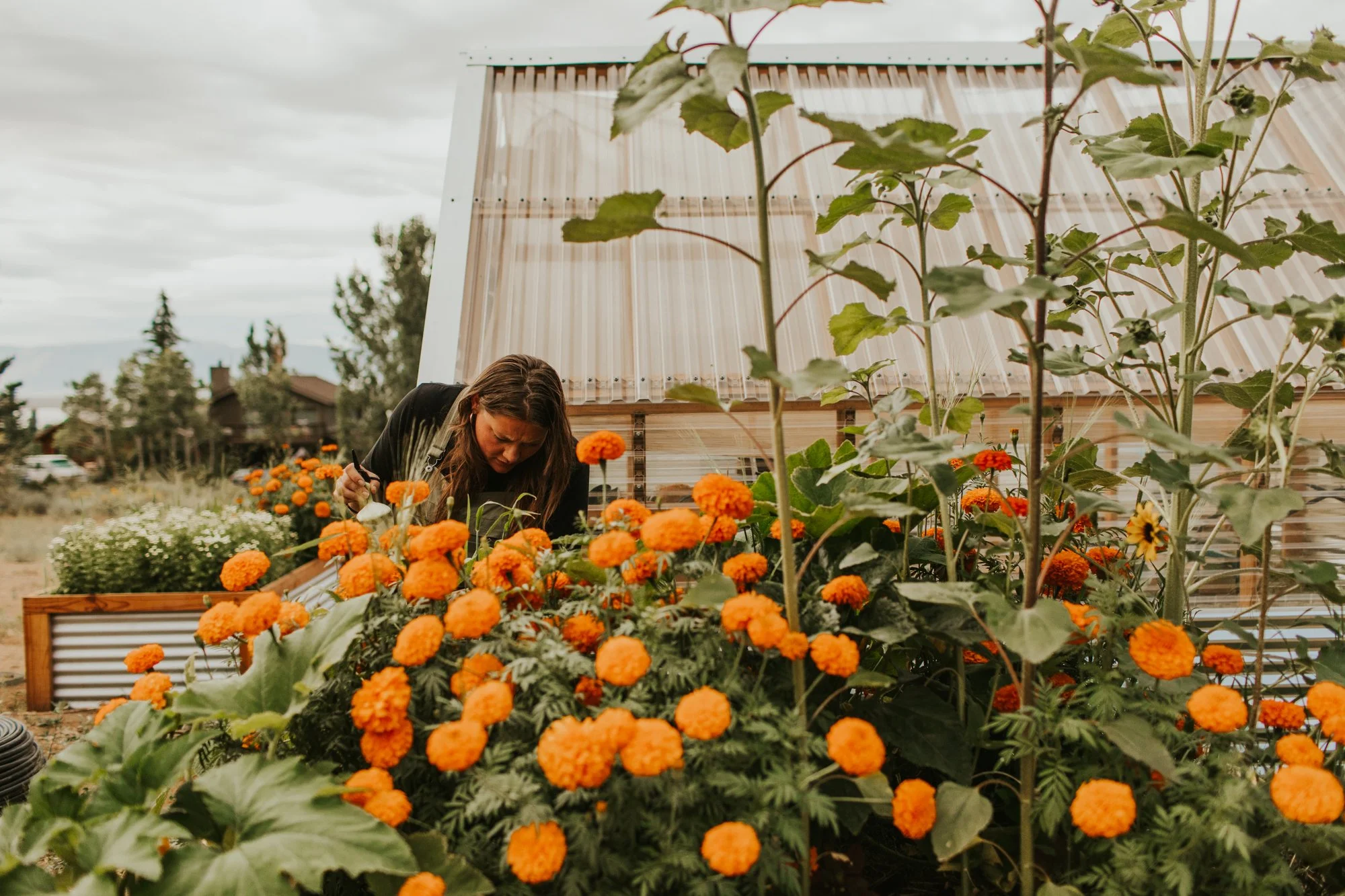About The Farm — BAD DOG FARMS