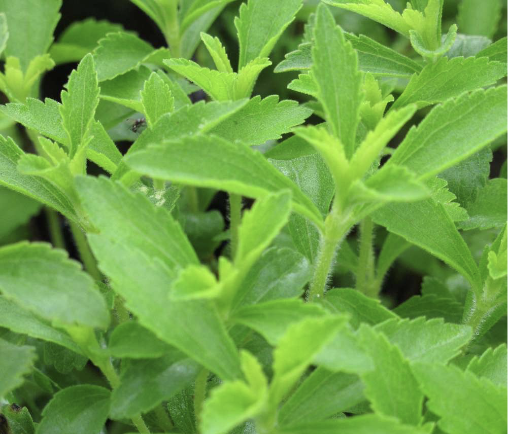 Yes, You Can Grow Your Own Stevia Plant In Costa Rica — nikorilifestyles