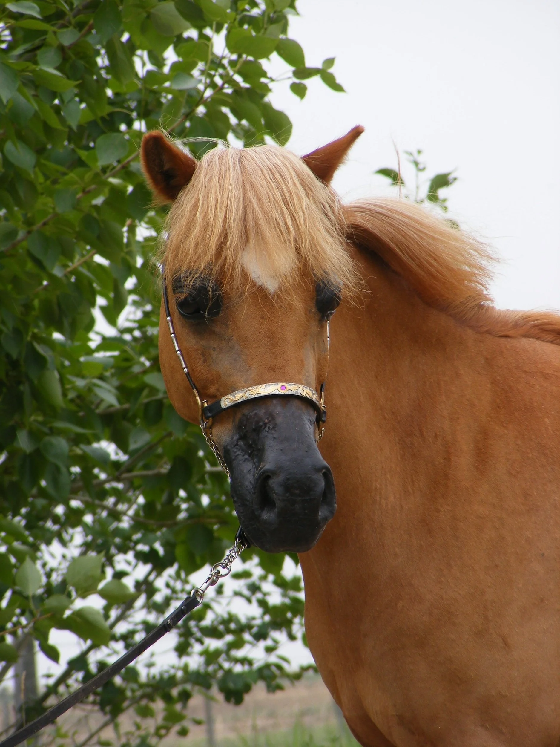 KM Miniatures-Bondes Bouncin B Pyros Rising Star