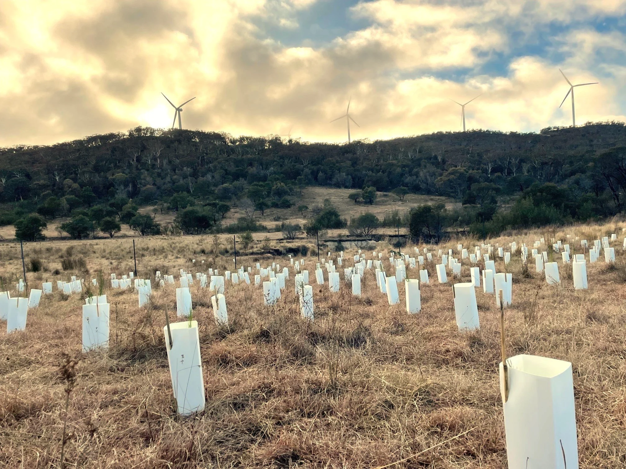 Nature Based Solutions - Ecological Consulting — Habitat Innovation ...