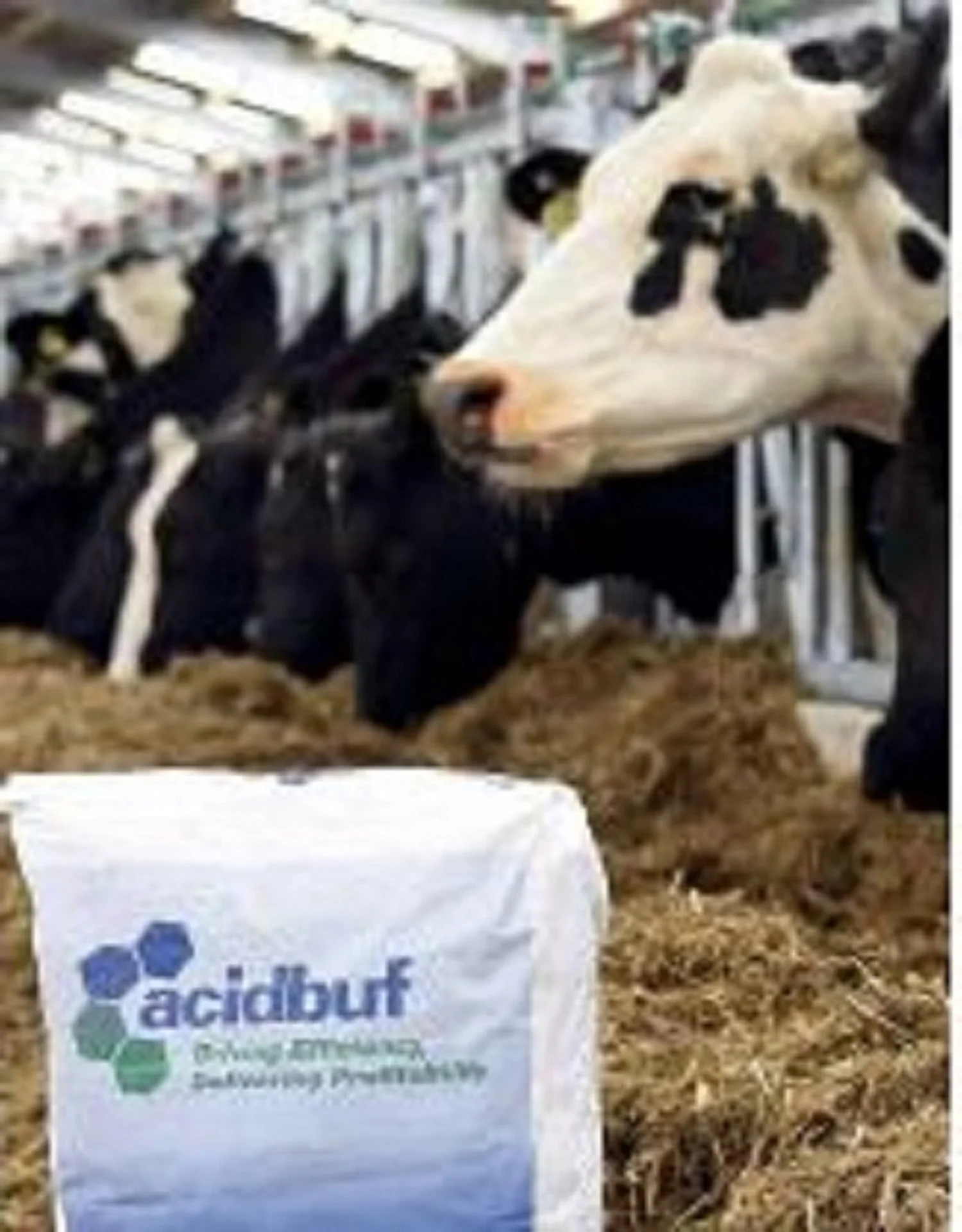 AcidBuf number 1 rumen buffer with twice the capacity of traditional ...