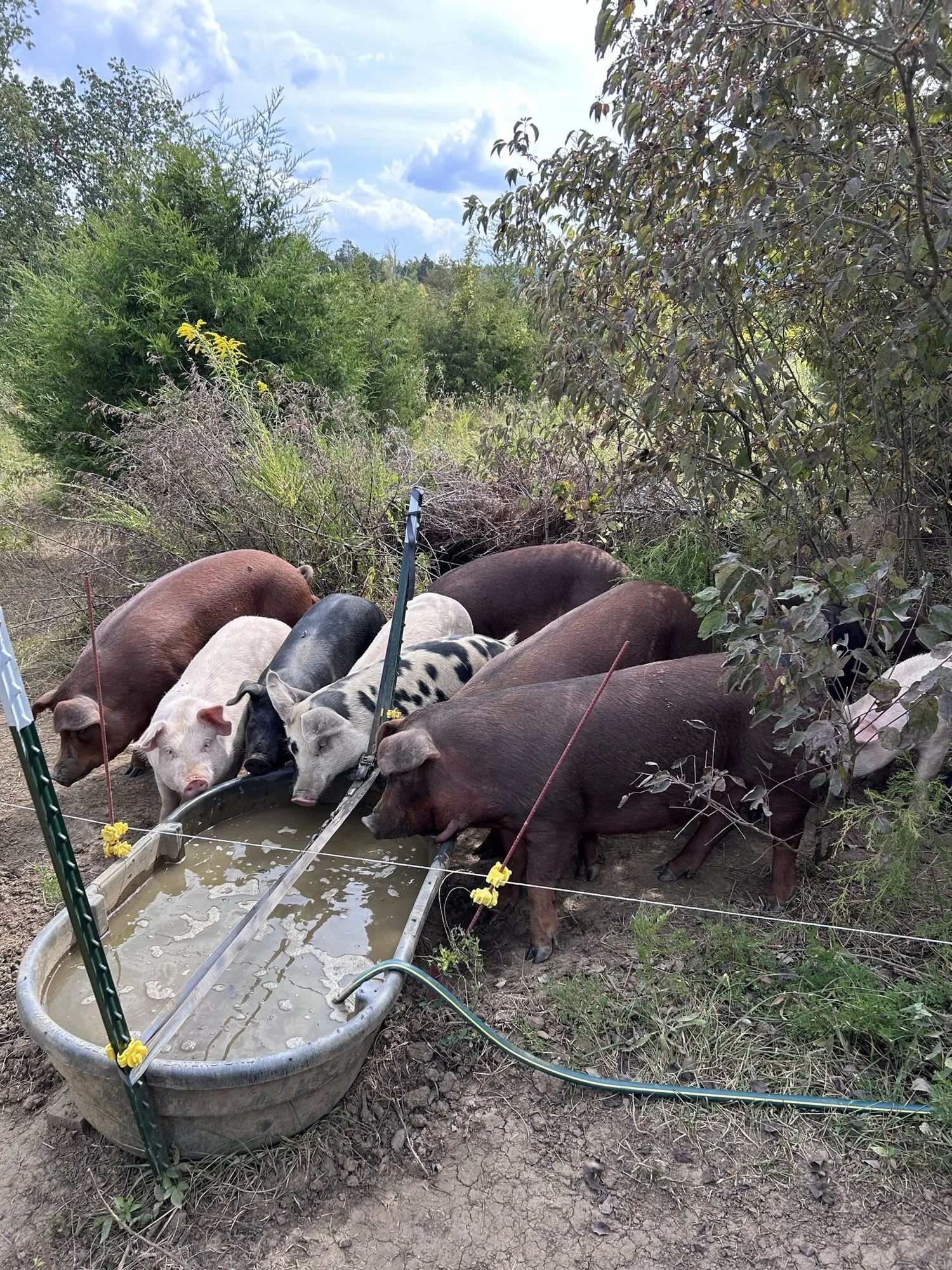 Yorkshire/Berkshire Cross Pasture Raised Pigs — CoveyChase Farm Company