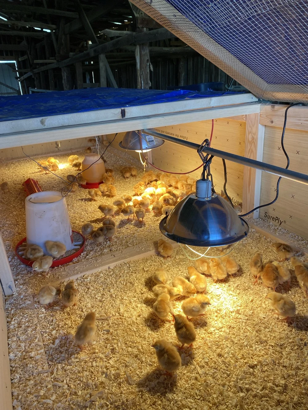 Free Range Chicken and Pastured Poultry — CoveyChase Farm Company