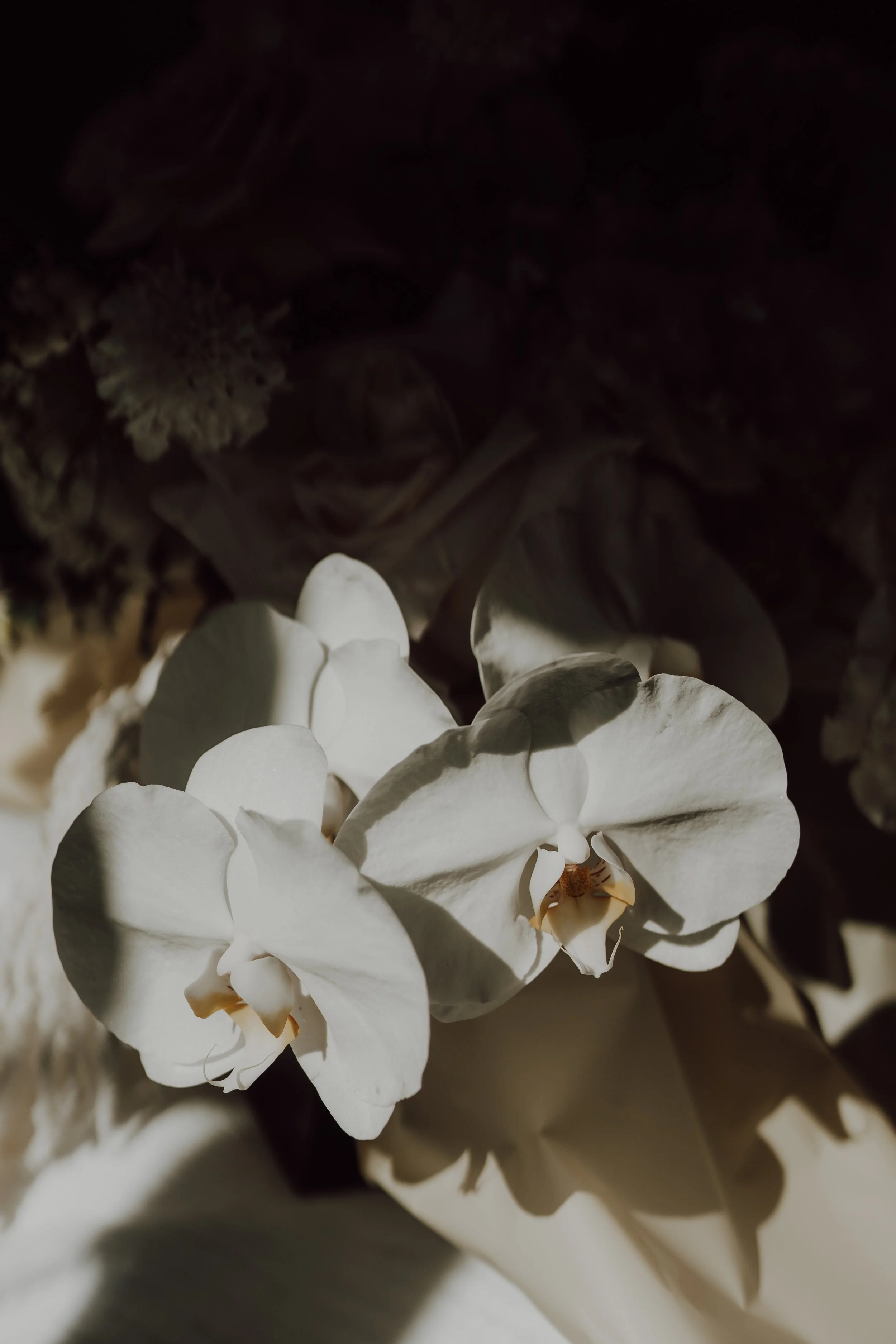 Gallery — Mark Bamforth Photo & Film